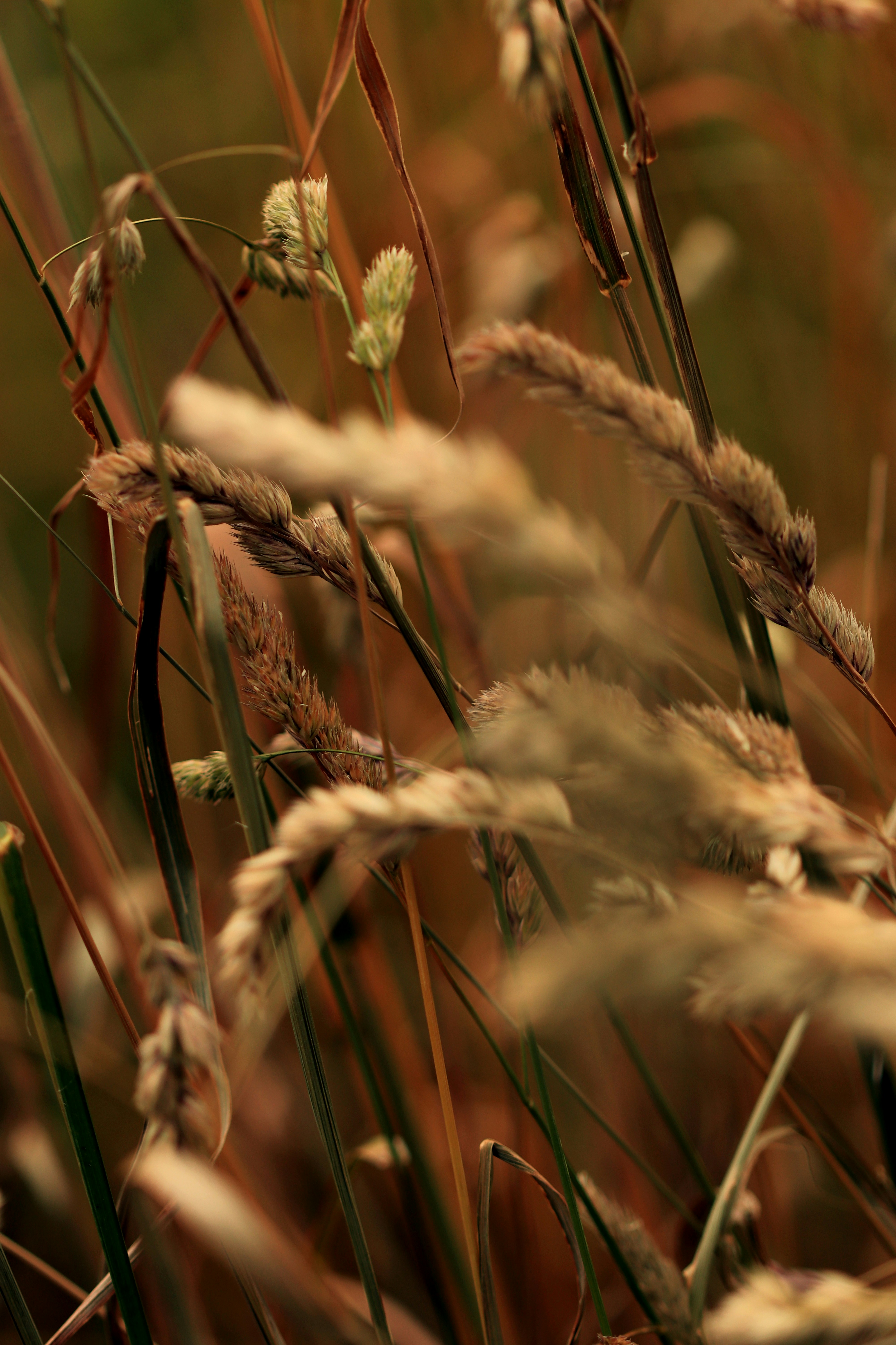 Amber Grasses in Quiet Focus: A Sunlit Meadow Portrait