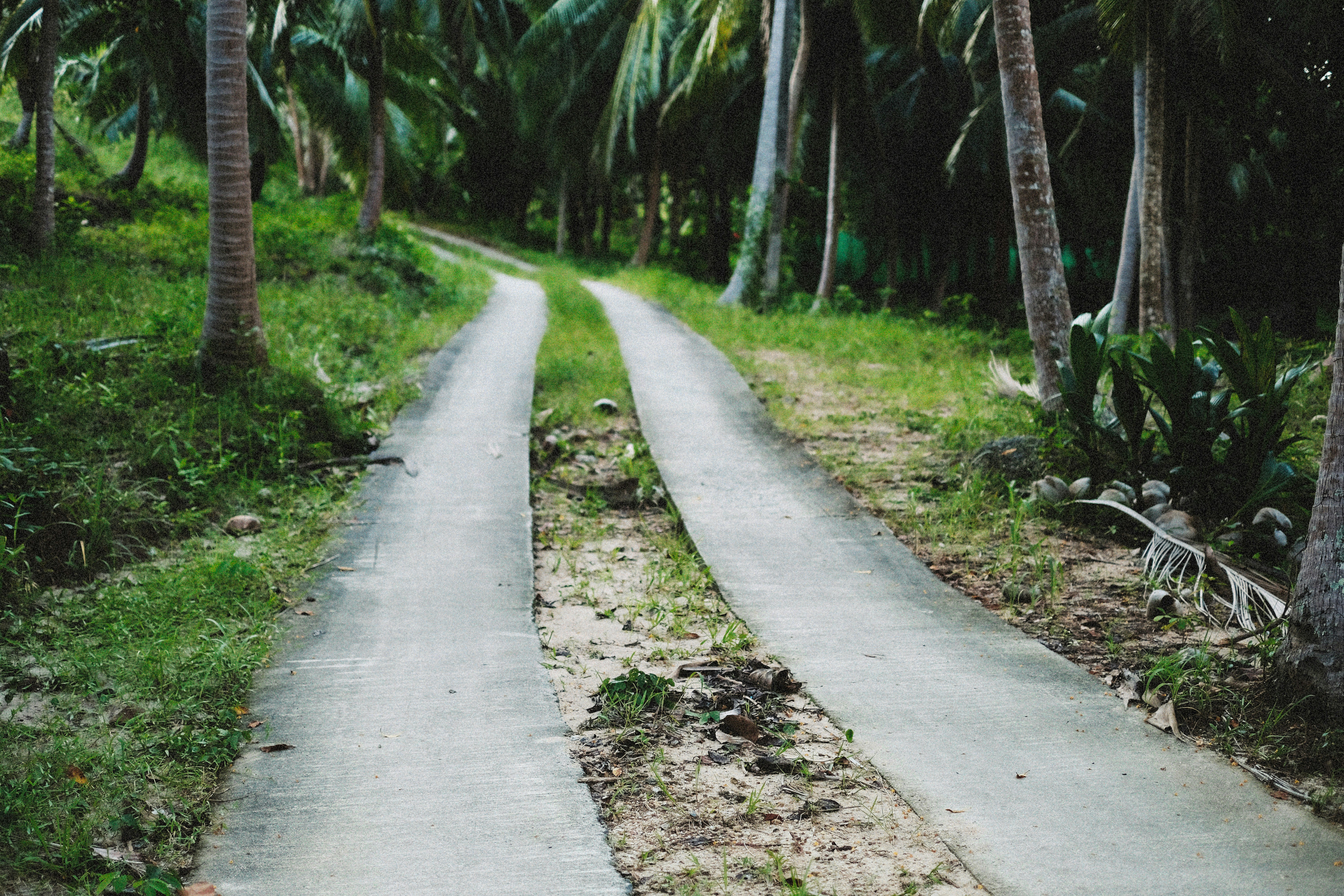 A path through a forest photo – Free Grey Image on Unsplash