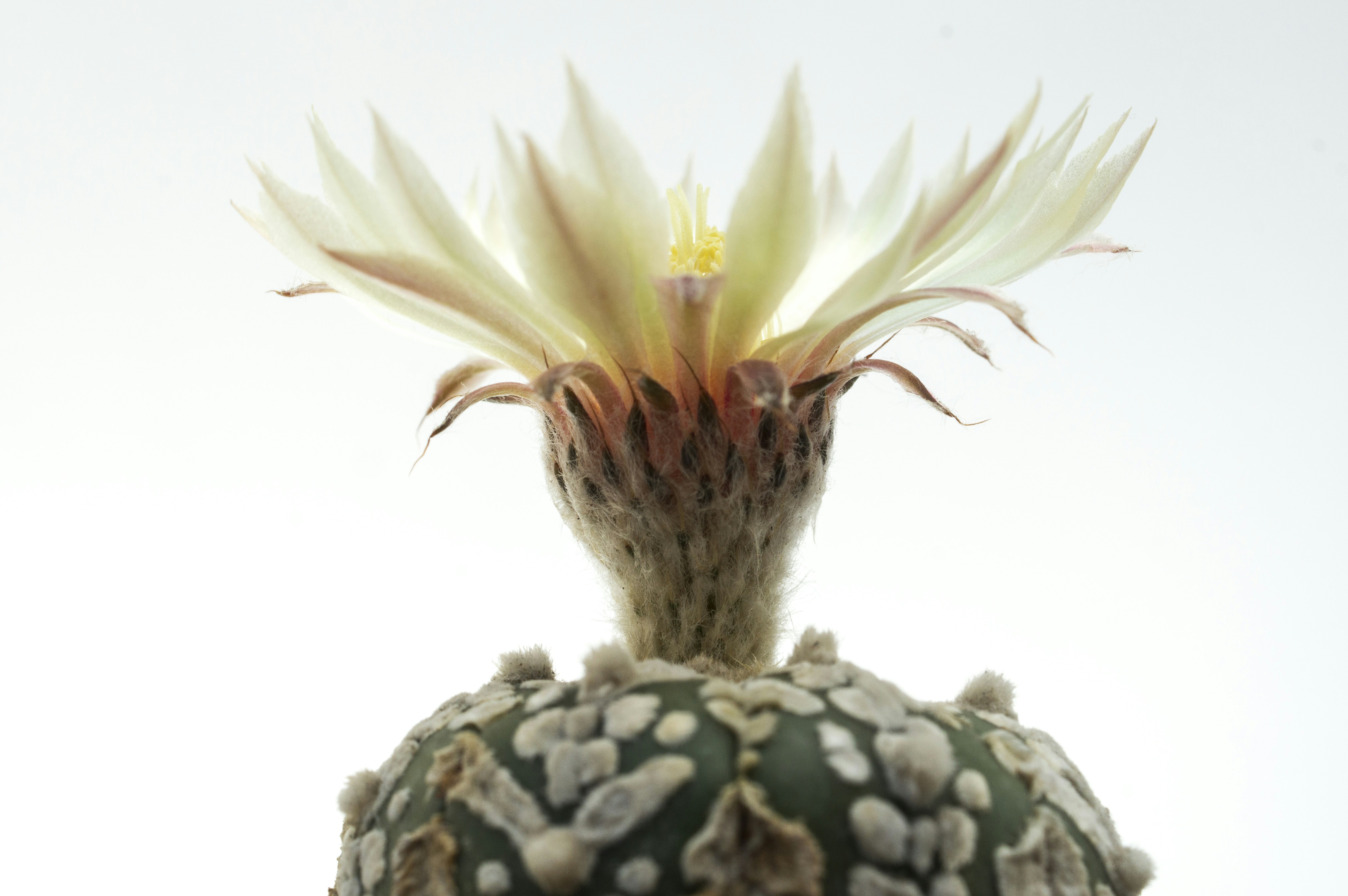 Backlit Crown: A Pale Bloom Rises Over a Warty Cactus