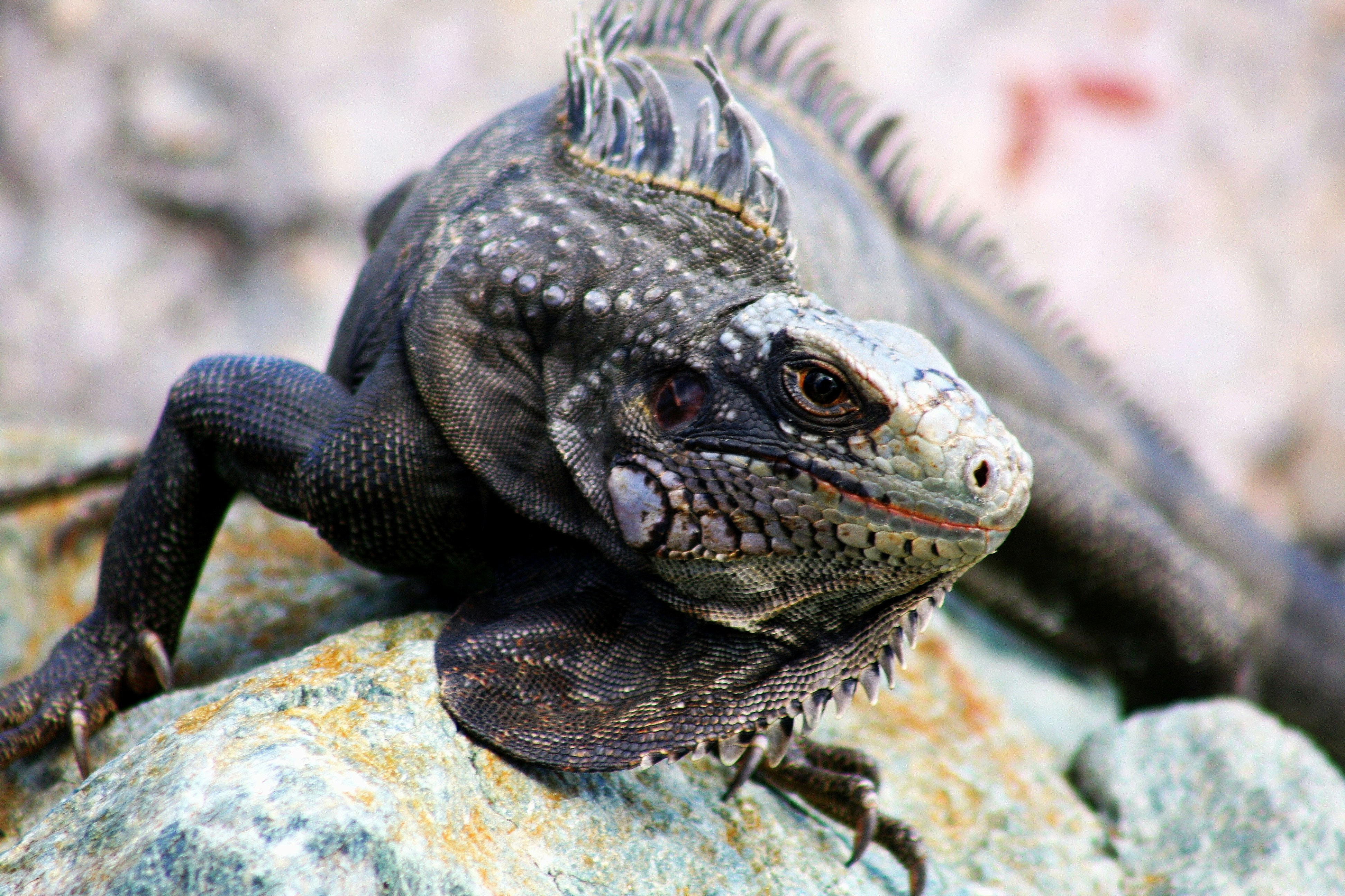 Granite Gaze: A Close-Up of a Rock Iguana's Spiked Crest