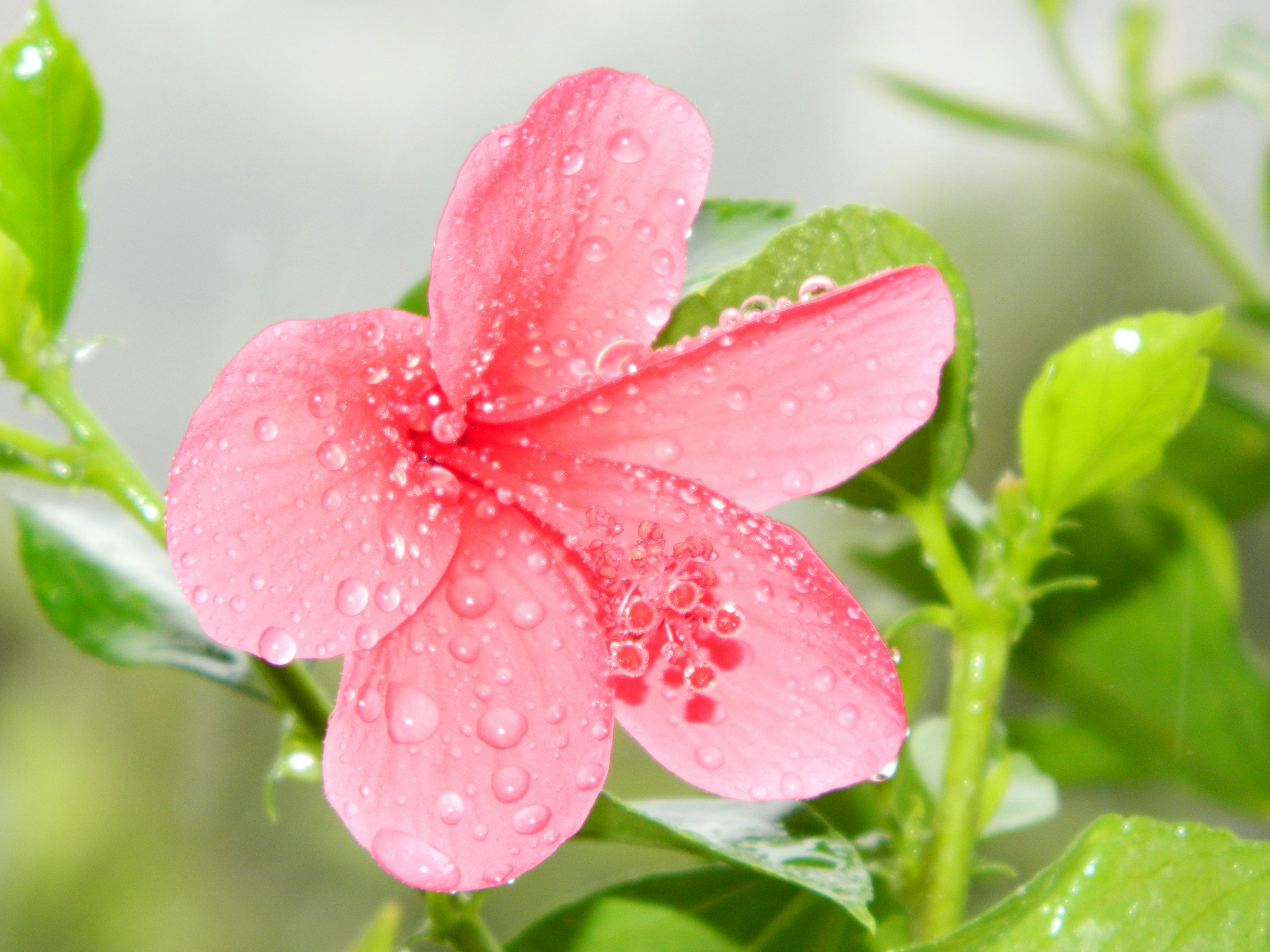 Close-up of a pink hibiscus flower covered in water droplets, with a softly blurred green background. The shot emphasizes petal texture and vivid color.