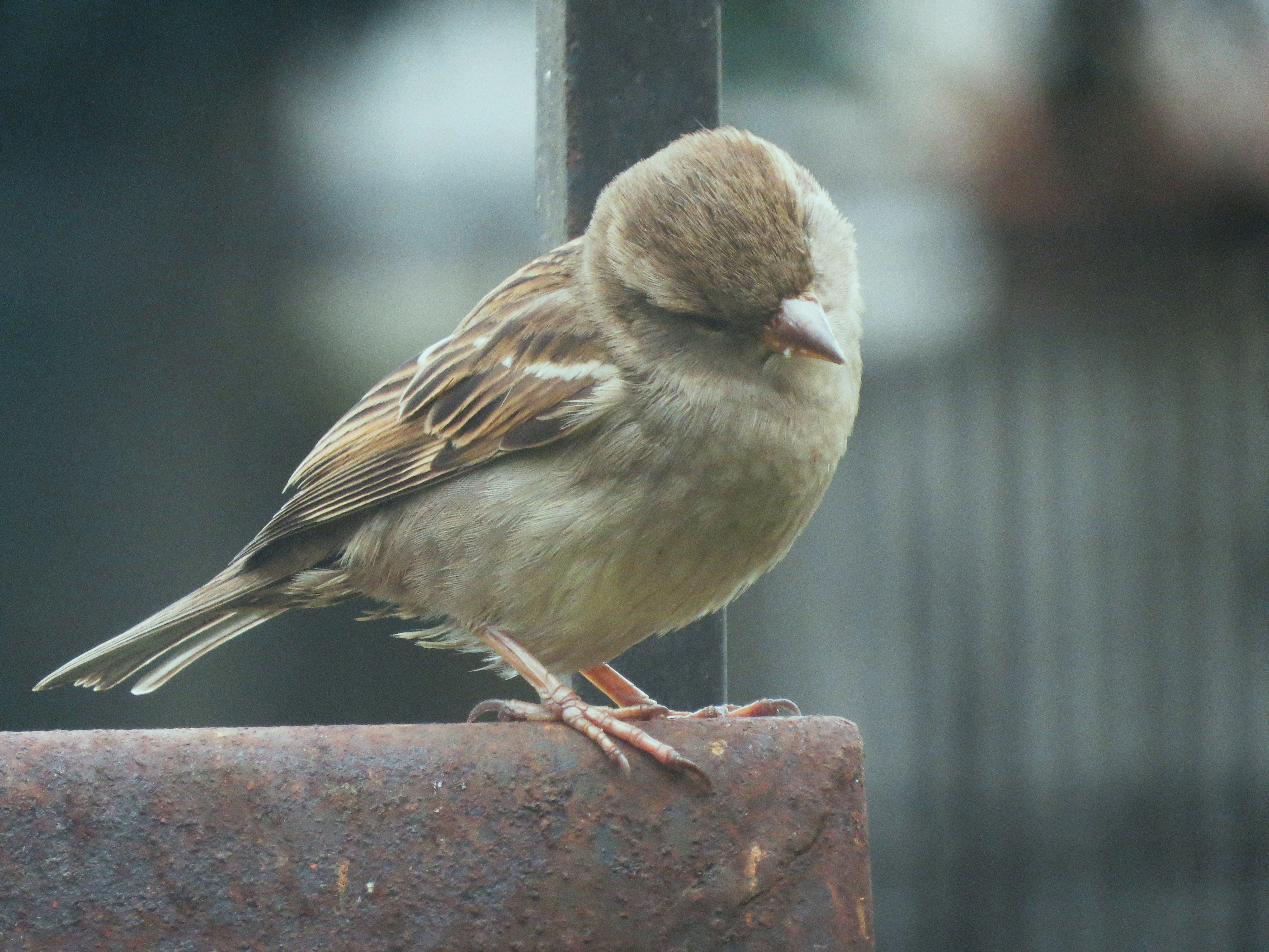 Photo by Katherine Chacón with Canon PowerShot SX50 HS