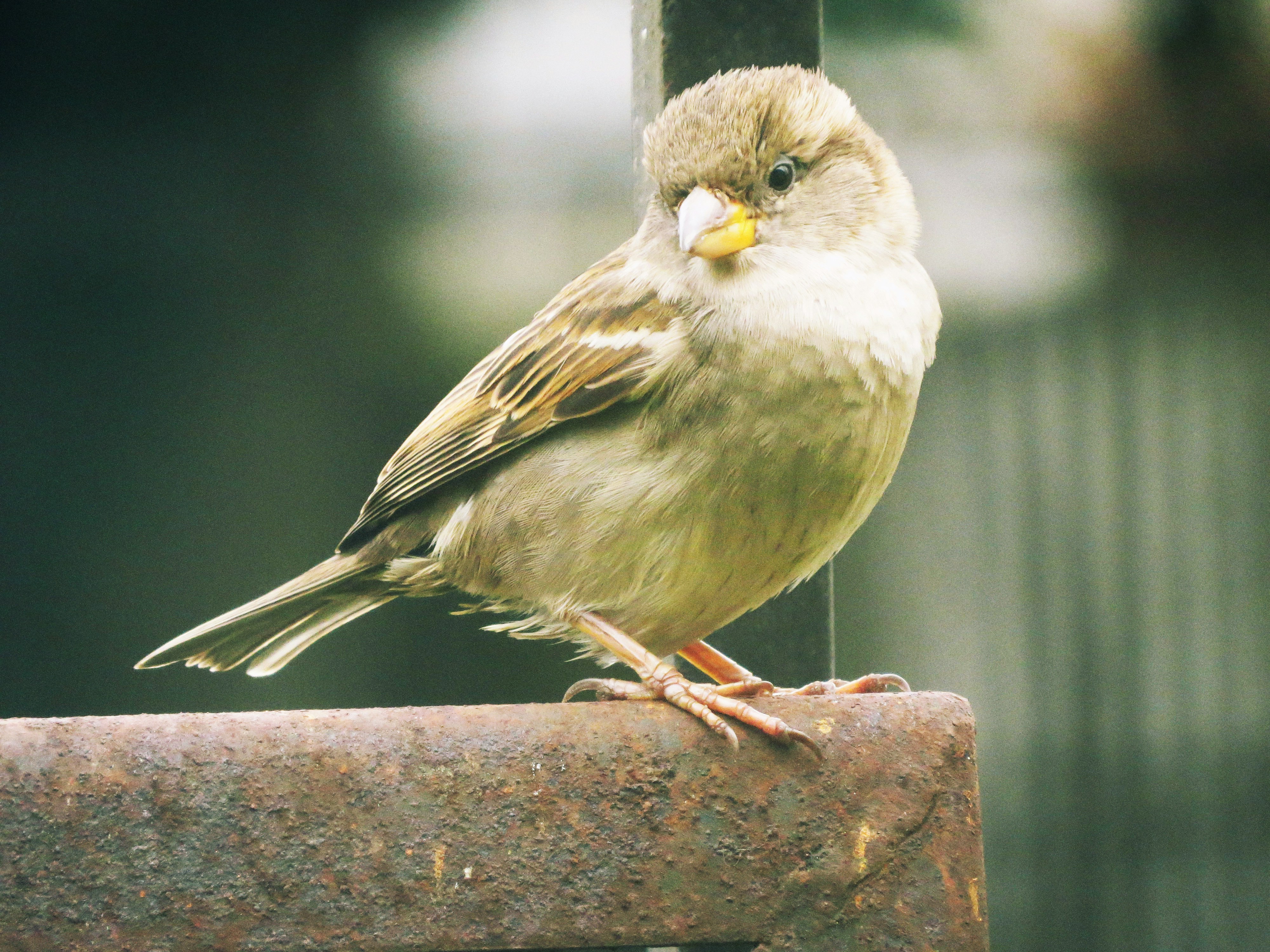 Photo by Katherine Chacón with Canon PowerShot SX50 HS