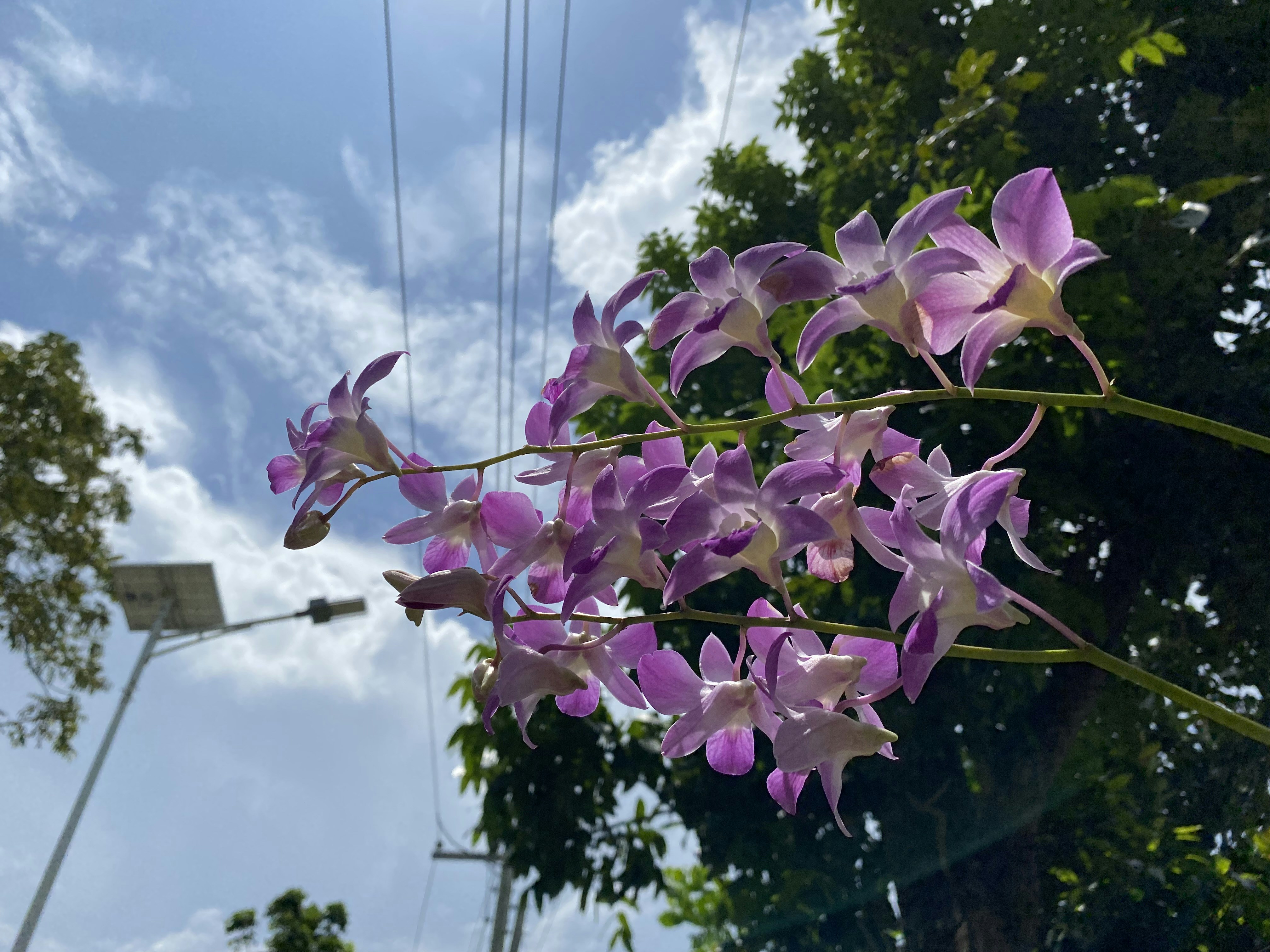 A group of flowers on a tree photo – Free Mararison island Image on ...