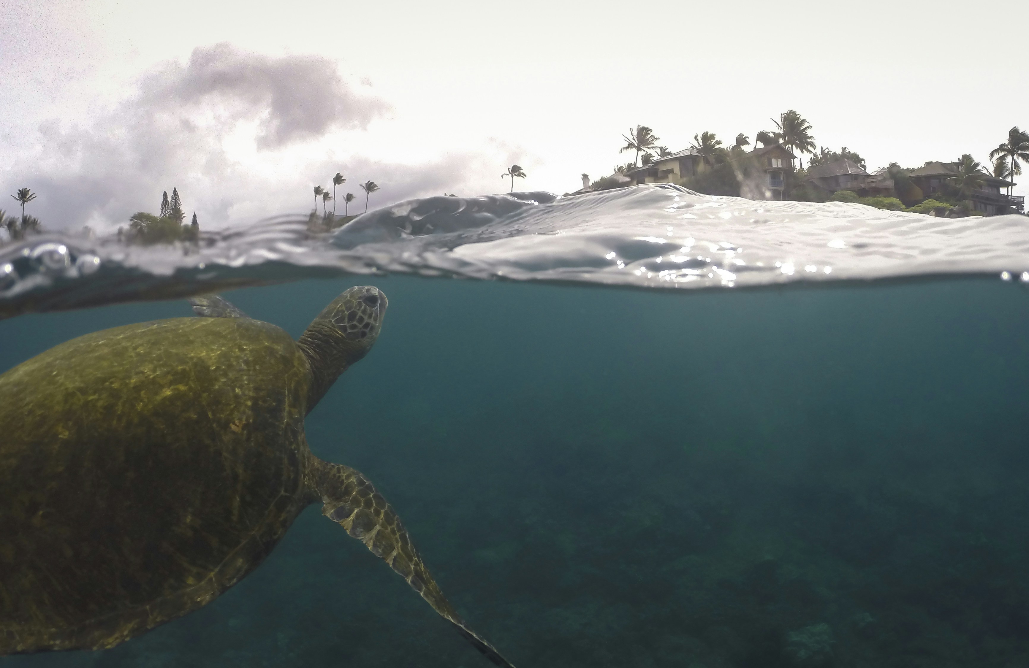 Sea turtle gliding gracefully through clear waters, with a coastal landscape visible above the surface. 