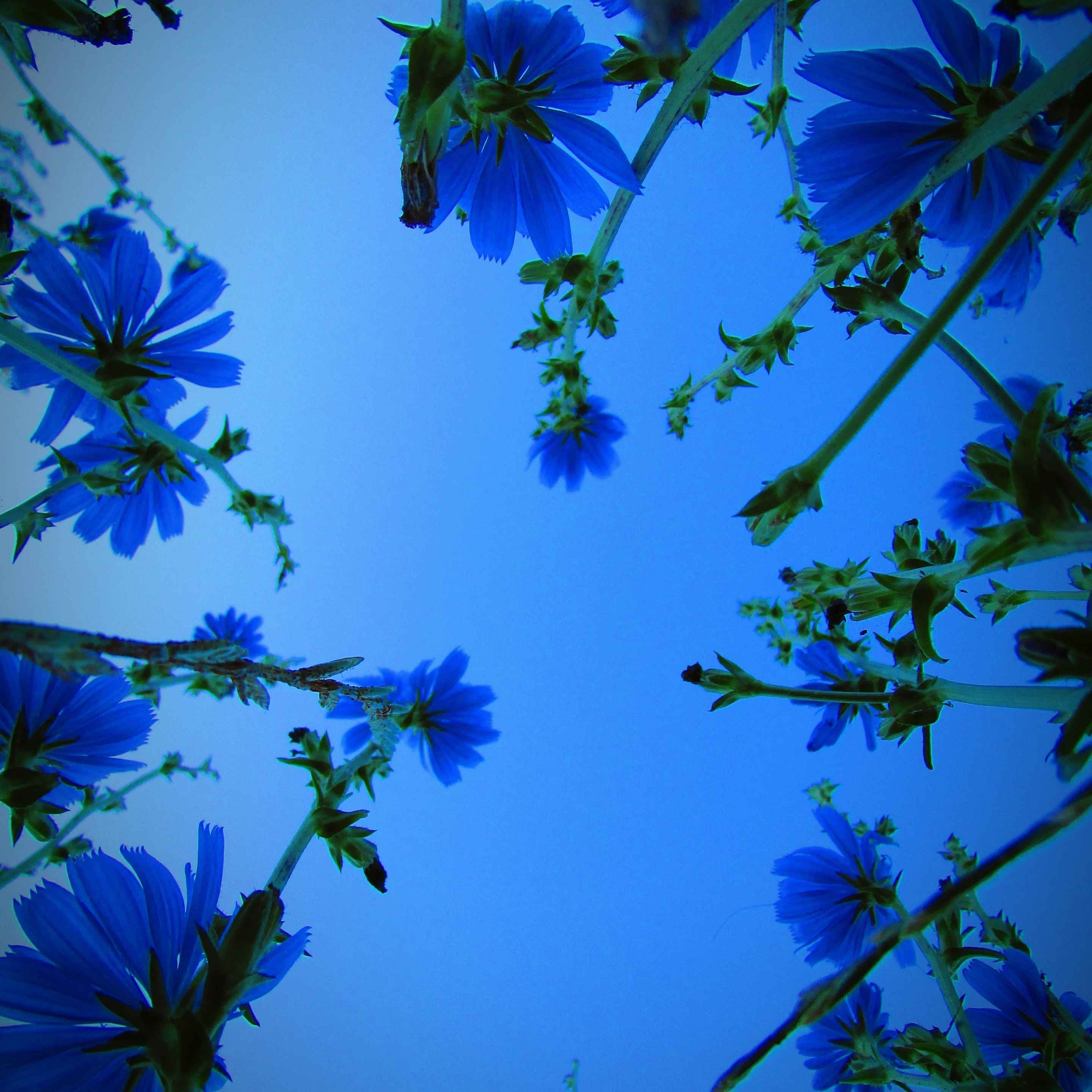 Blue Flowers Pictures [HQ] | Download Free Images on Unsplash