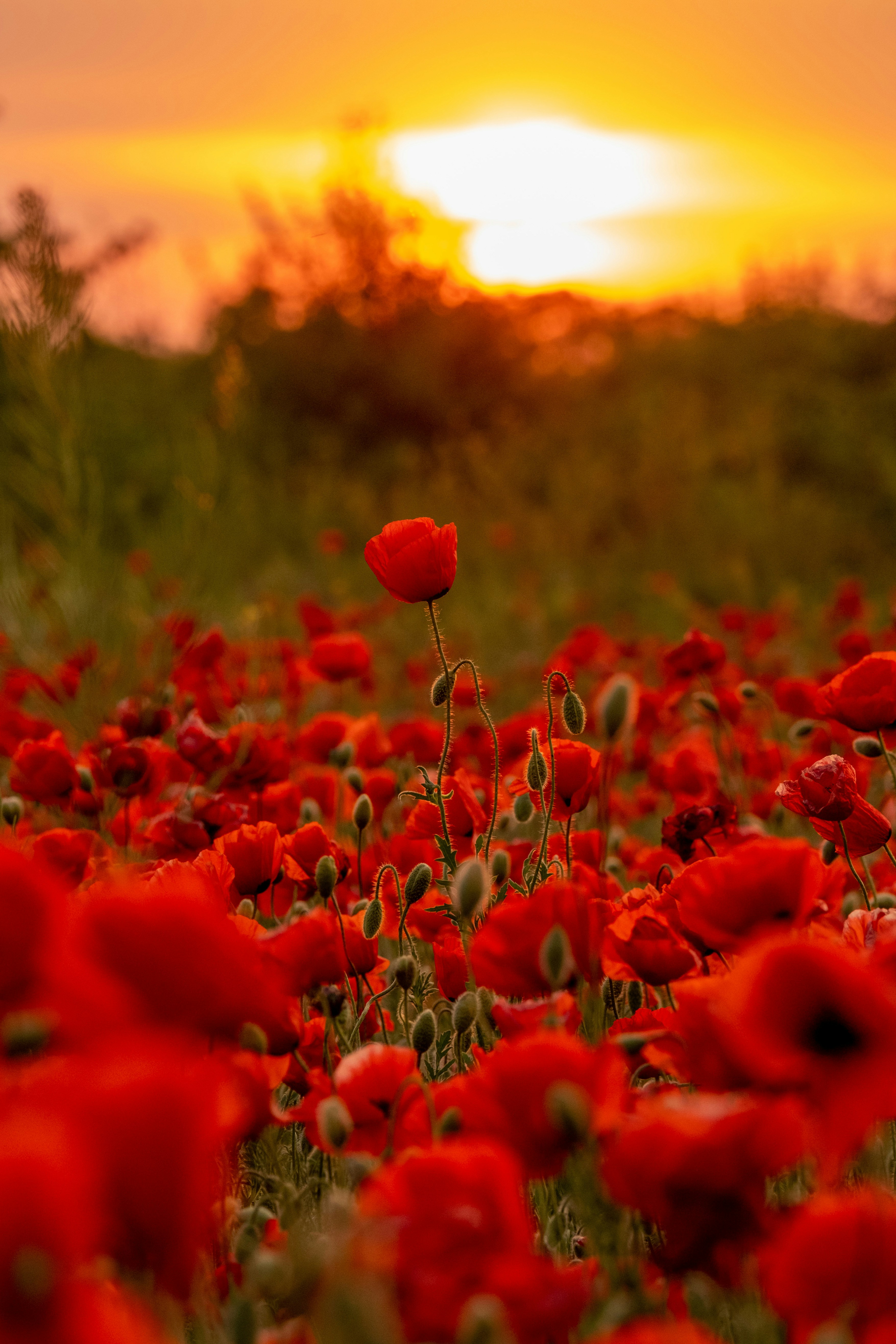 Un champ de fleurs rouges photo – Photo SUSNET (en anglais seulement ...
