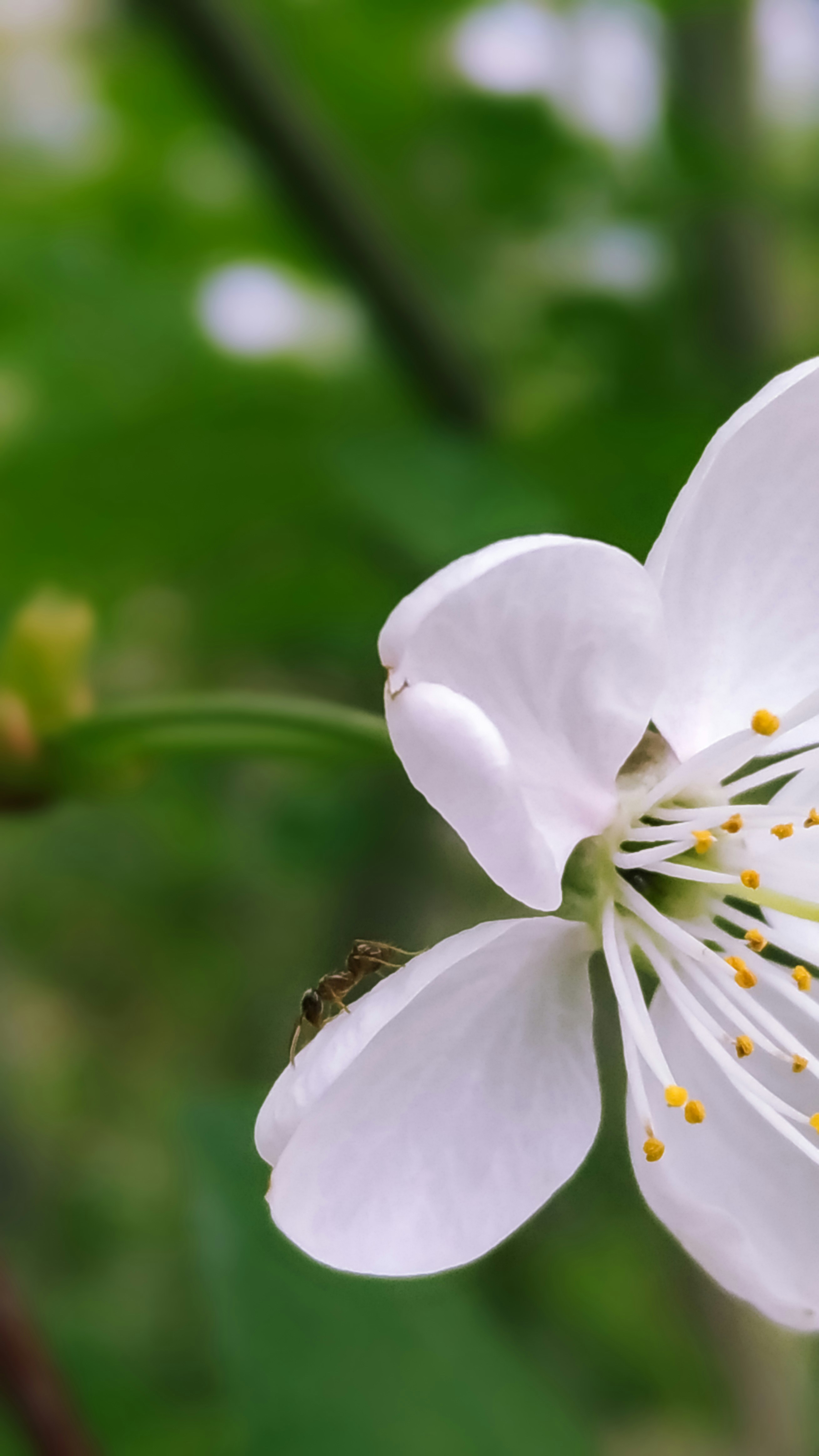Petal Watcher: A Tiny Insect on a White Blossom