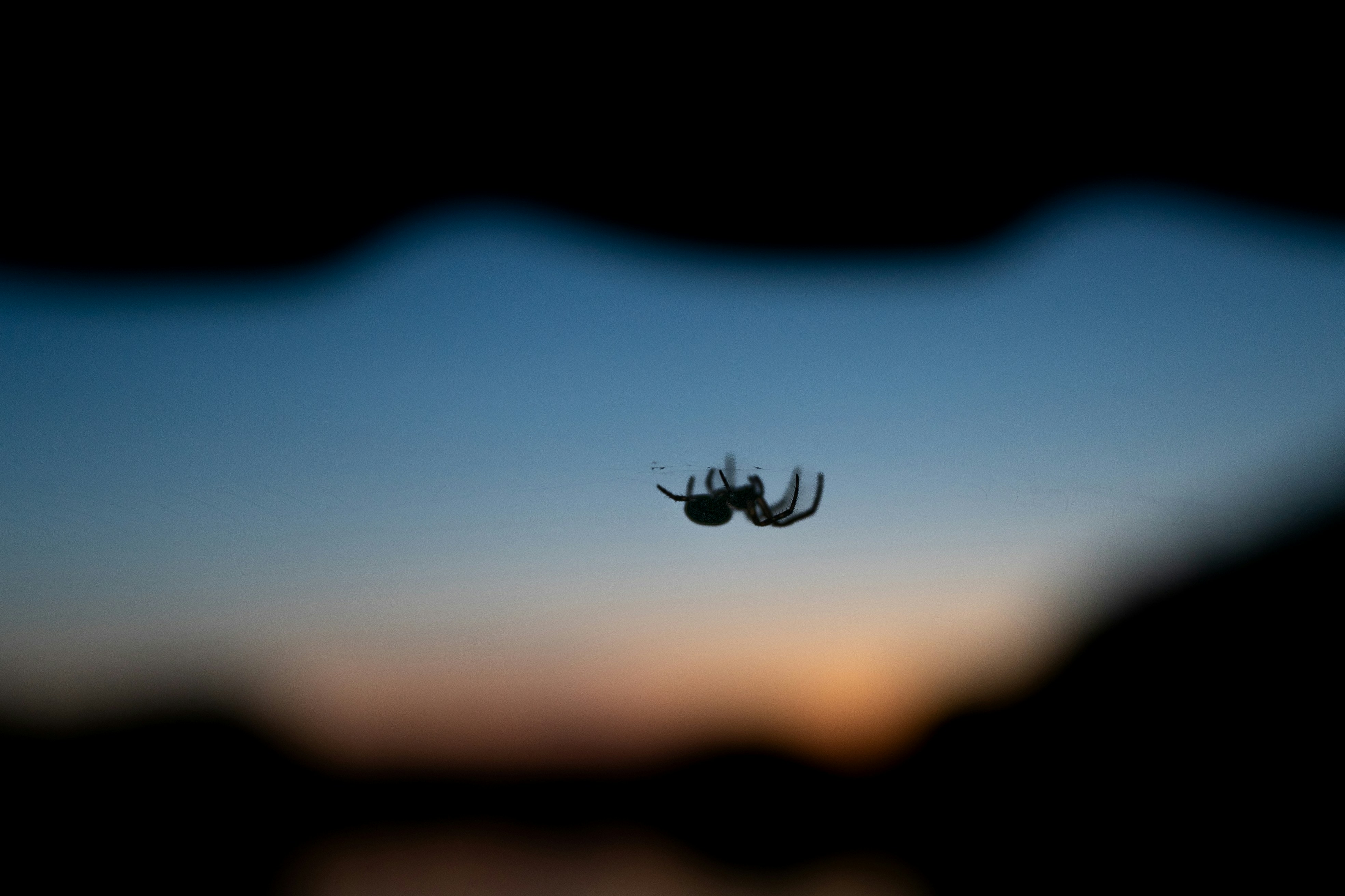 Midair Arachnid Against a Velvet Sunset