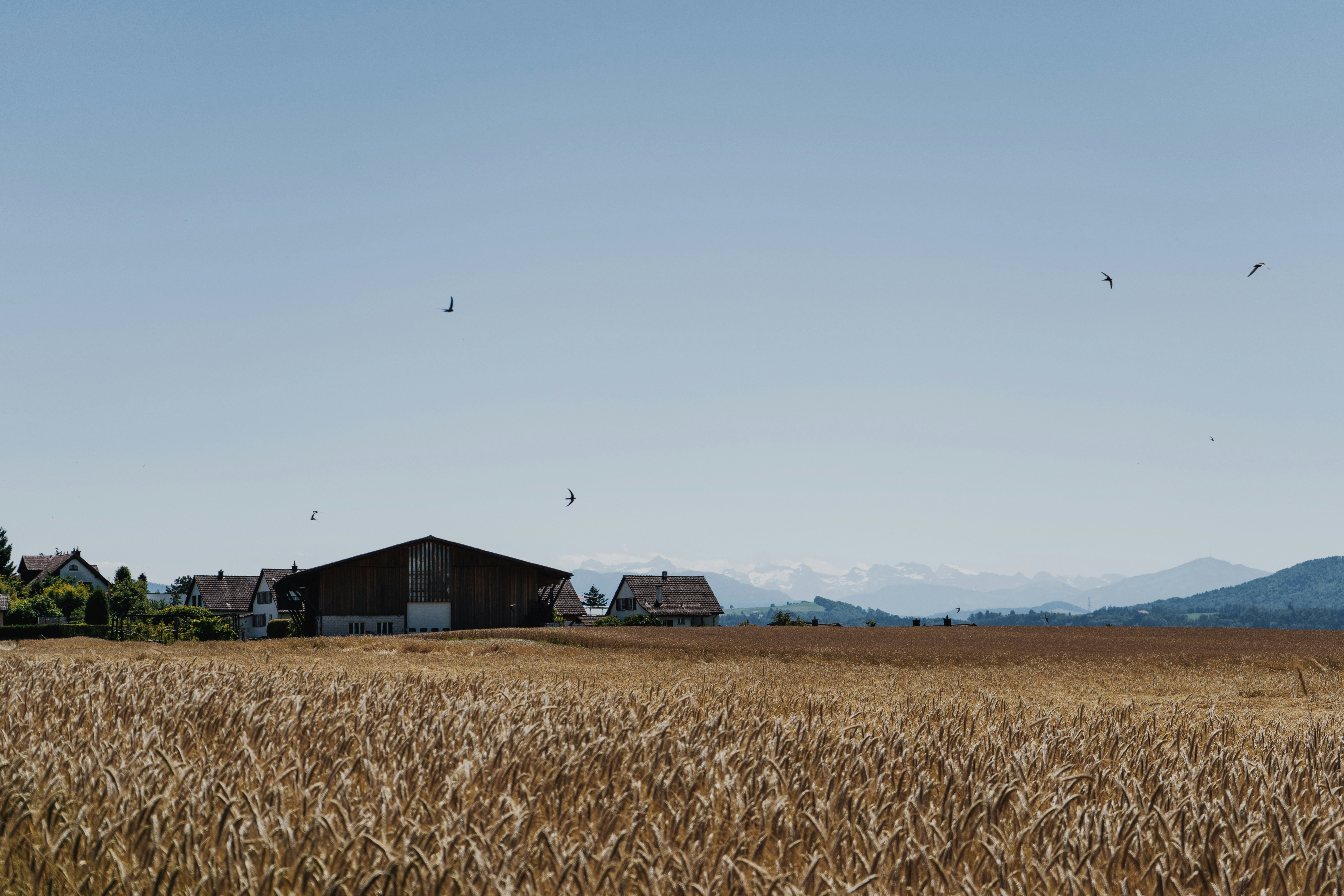 Golden Wheat Field Meets a Quiet Farmyard Under a Clear Sky