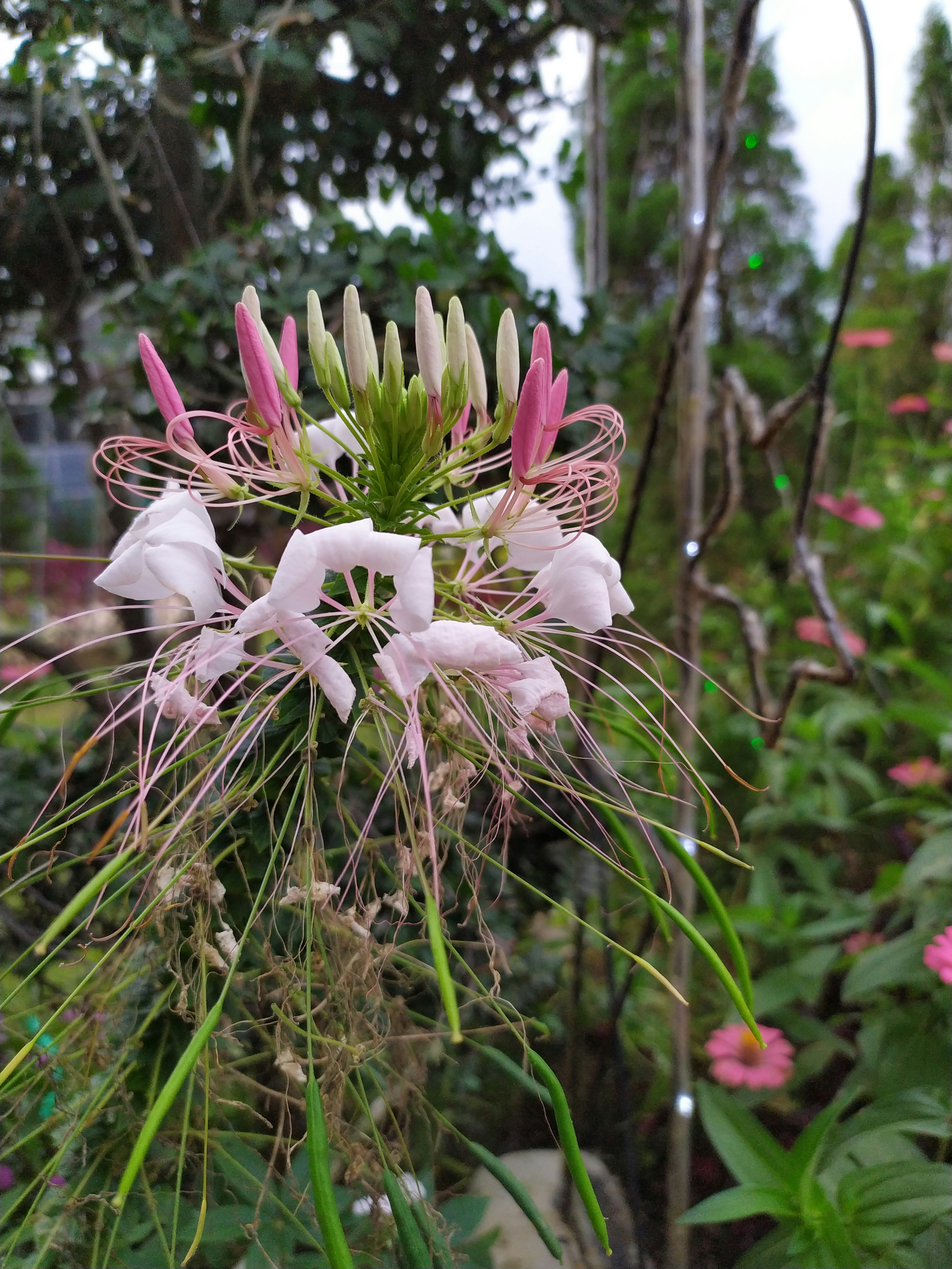A group of flowers photo – Free Plant Image on Unsplash