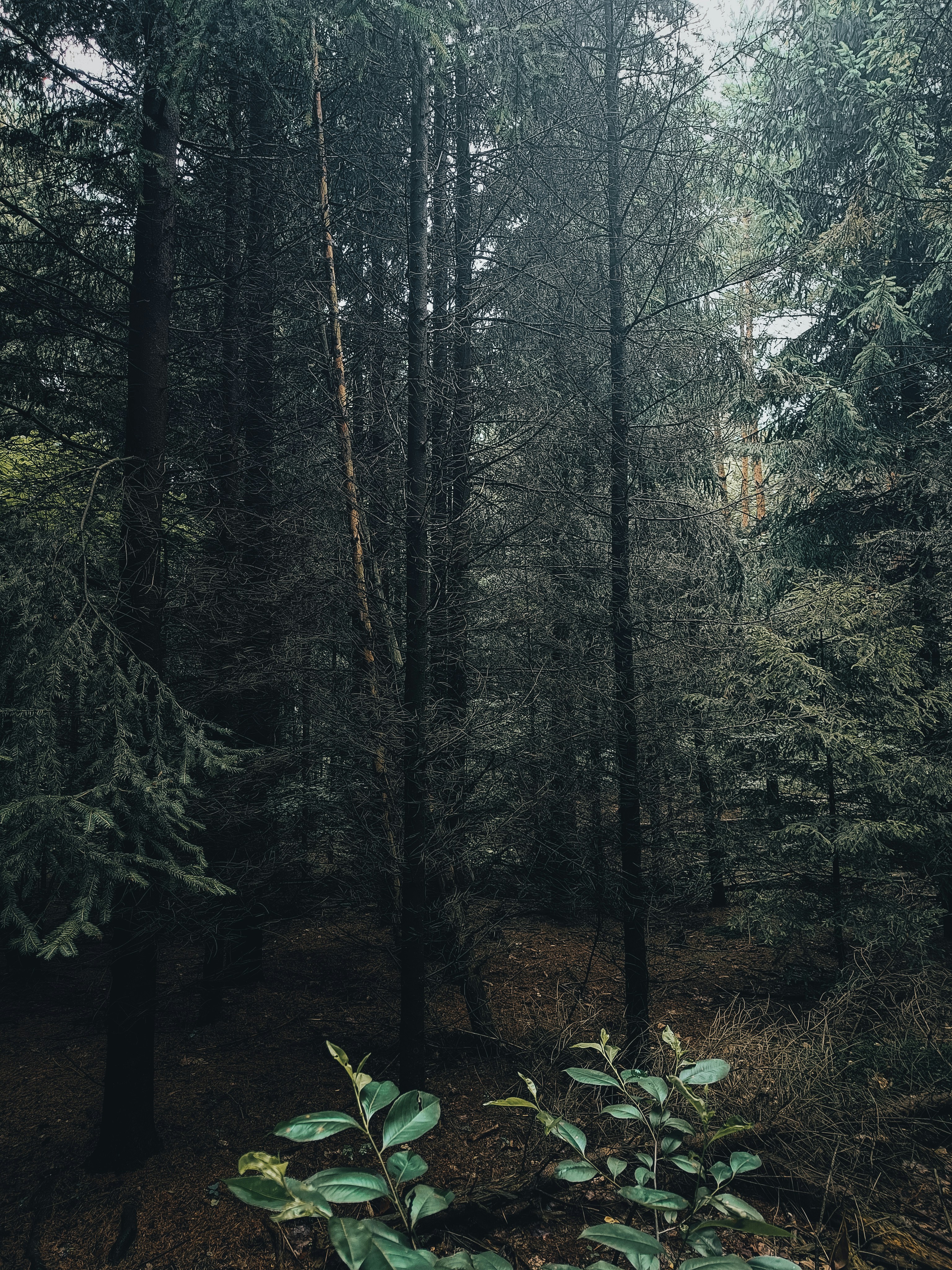 A forest of trees photo – Free Poland Image on Unsplash