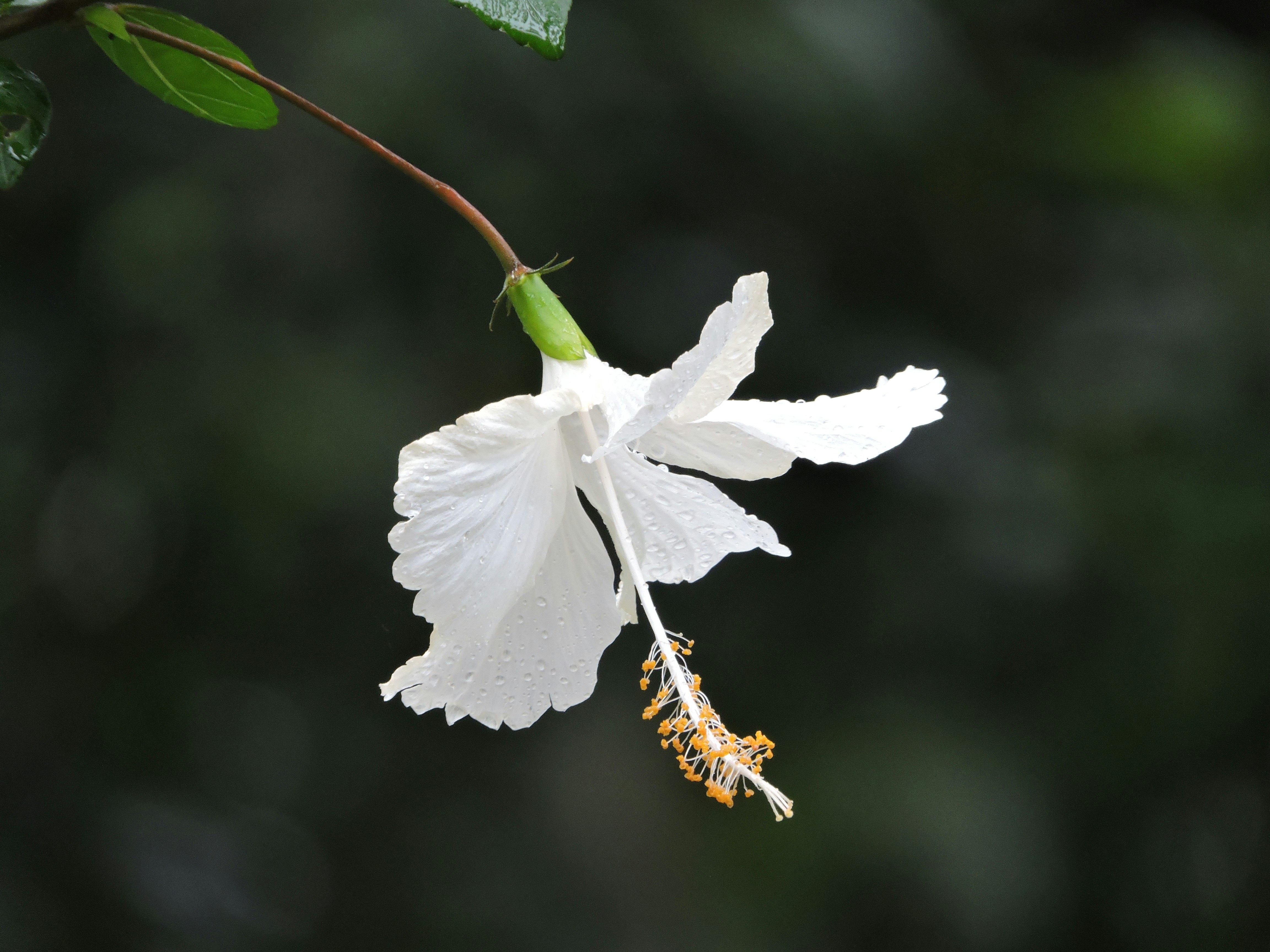 White hibiscus flower gracefully suspended against a blurred green backdrop, showcasing intricate petal details and vibrant stamen.