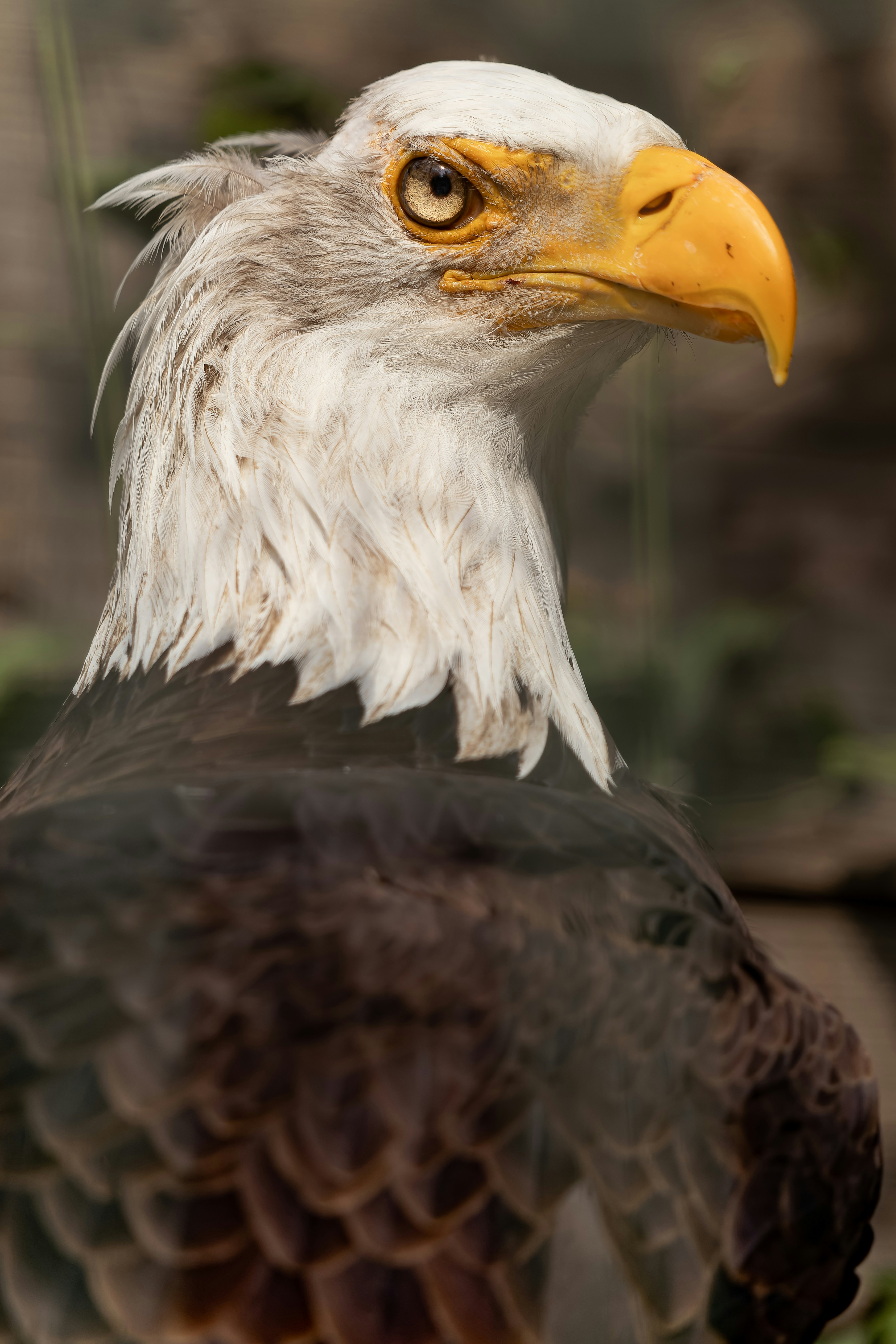 Eagle Beak Front