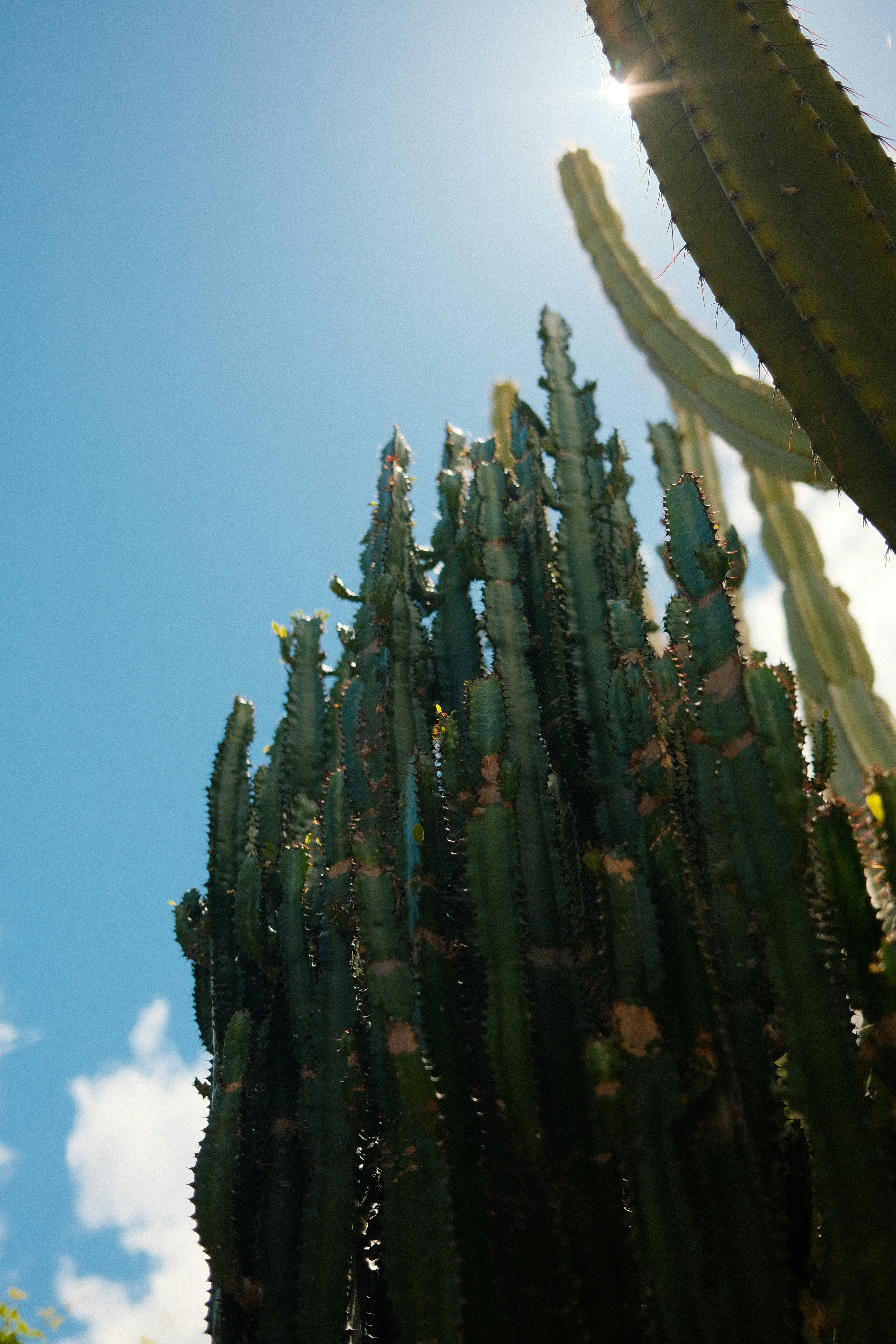 Sunlit Cacti Reaching for the Sky