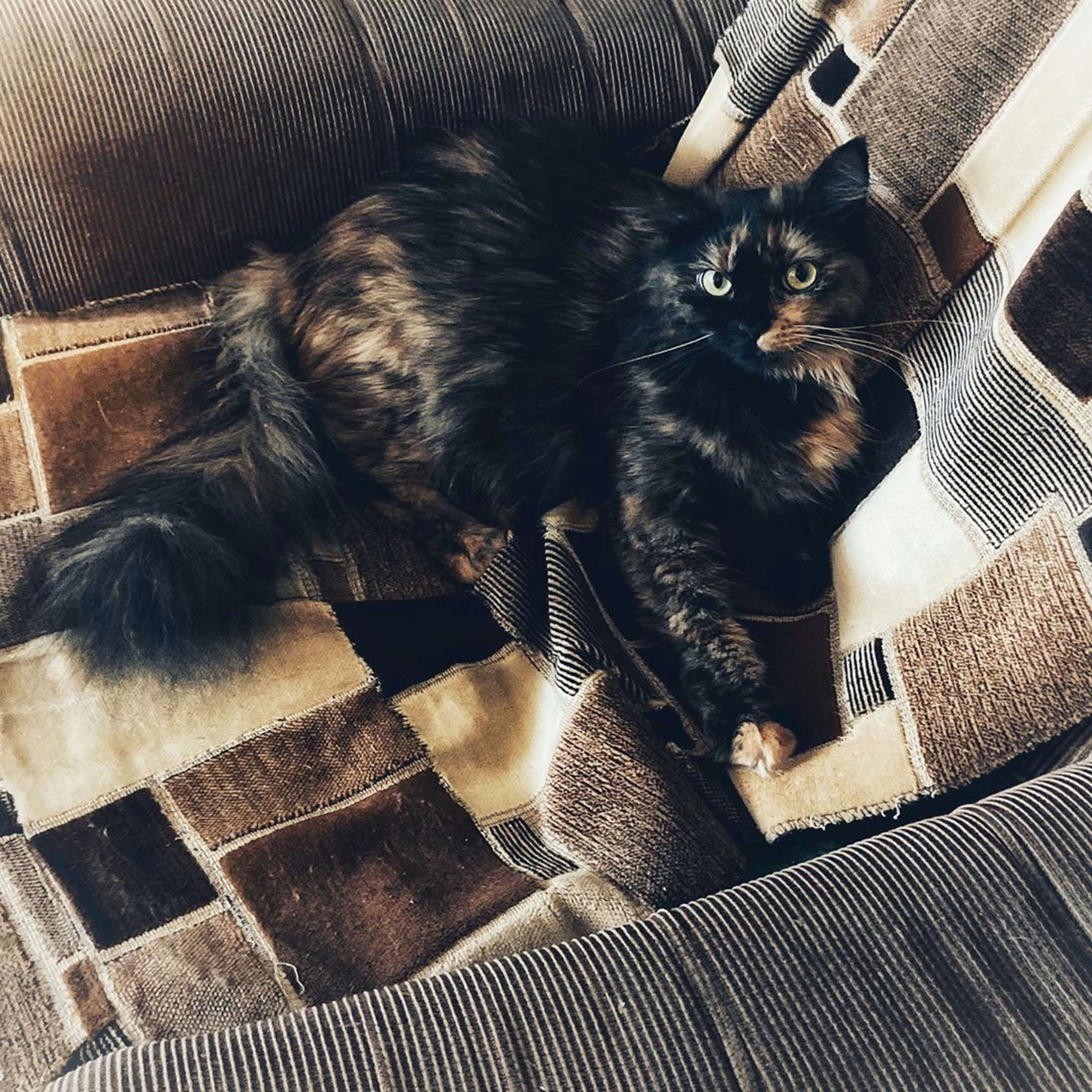 Whiskered Serenity: A Moment of Feline Calm