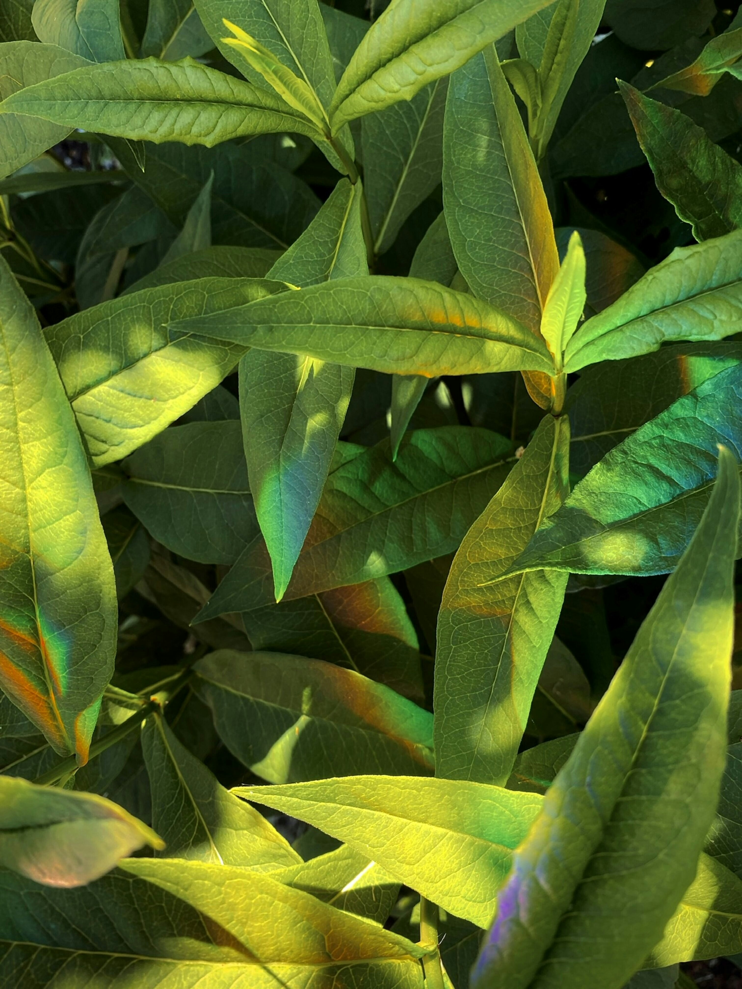 a close up of a plant