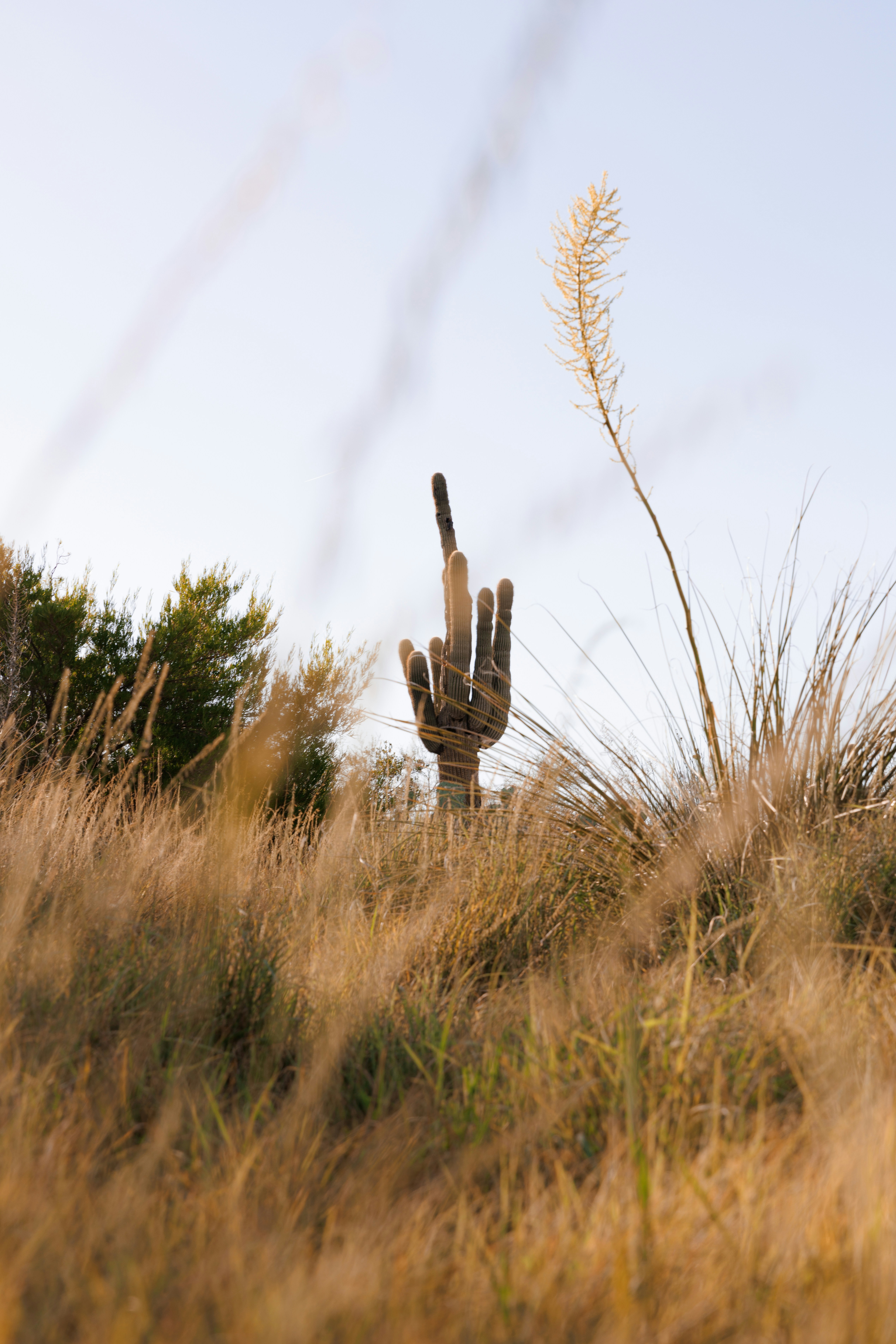 Hand in the Dunes: A weathered sculpture rising through the grasses at golden hour