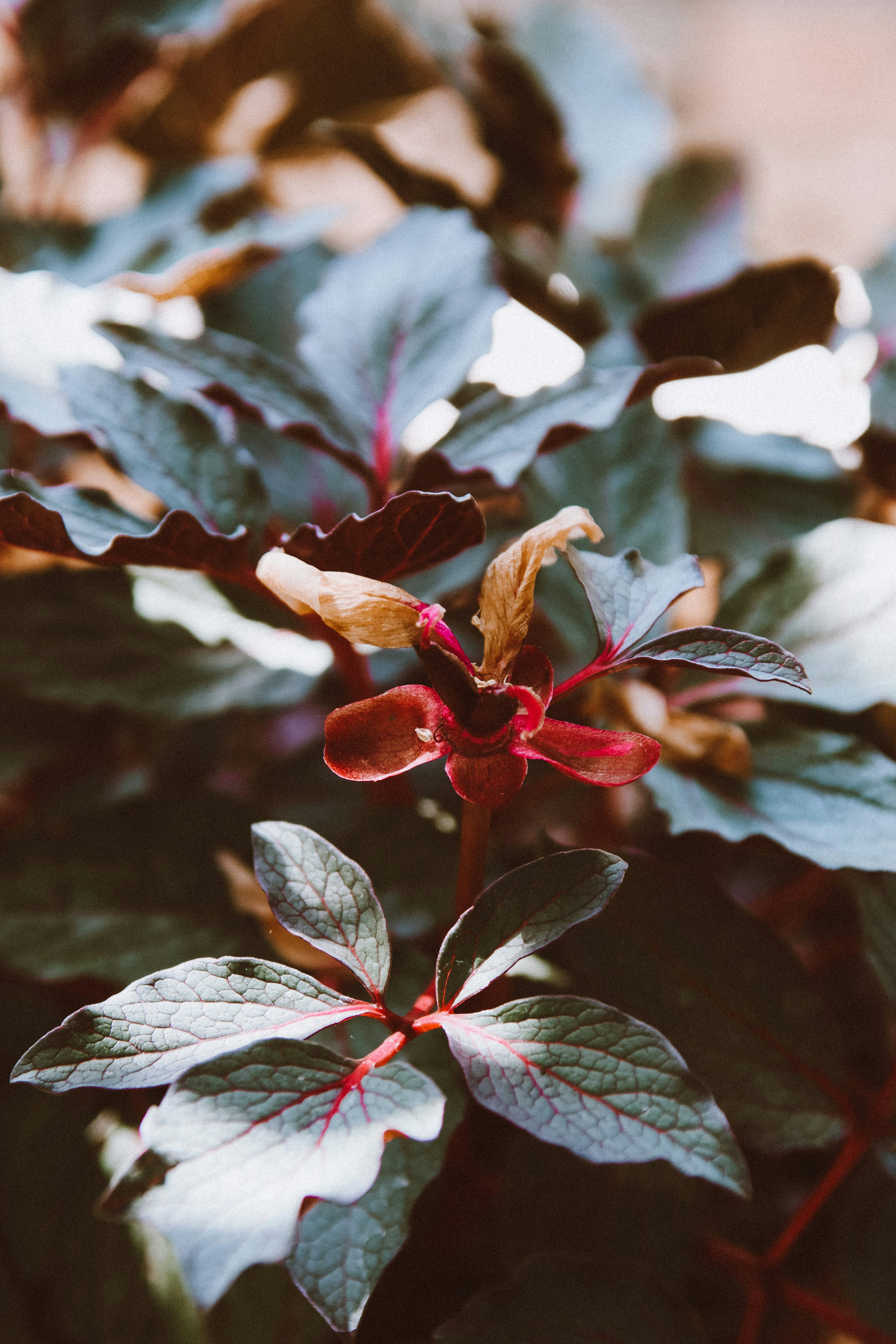 Crimson-veined Leaves Embrace Soft Sunlight