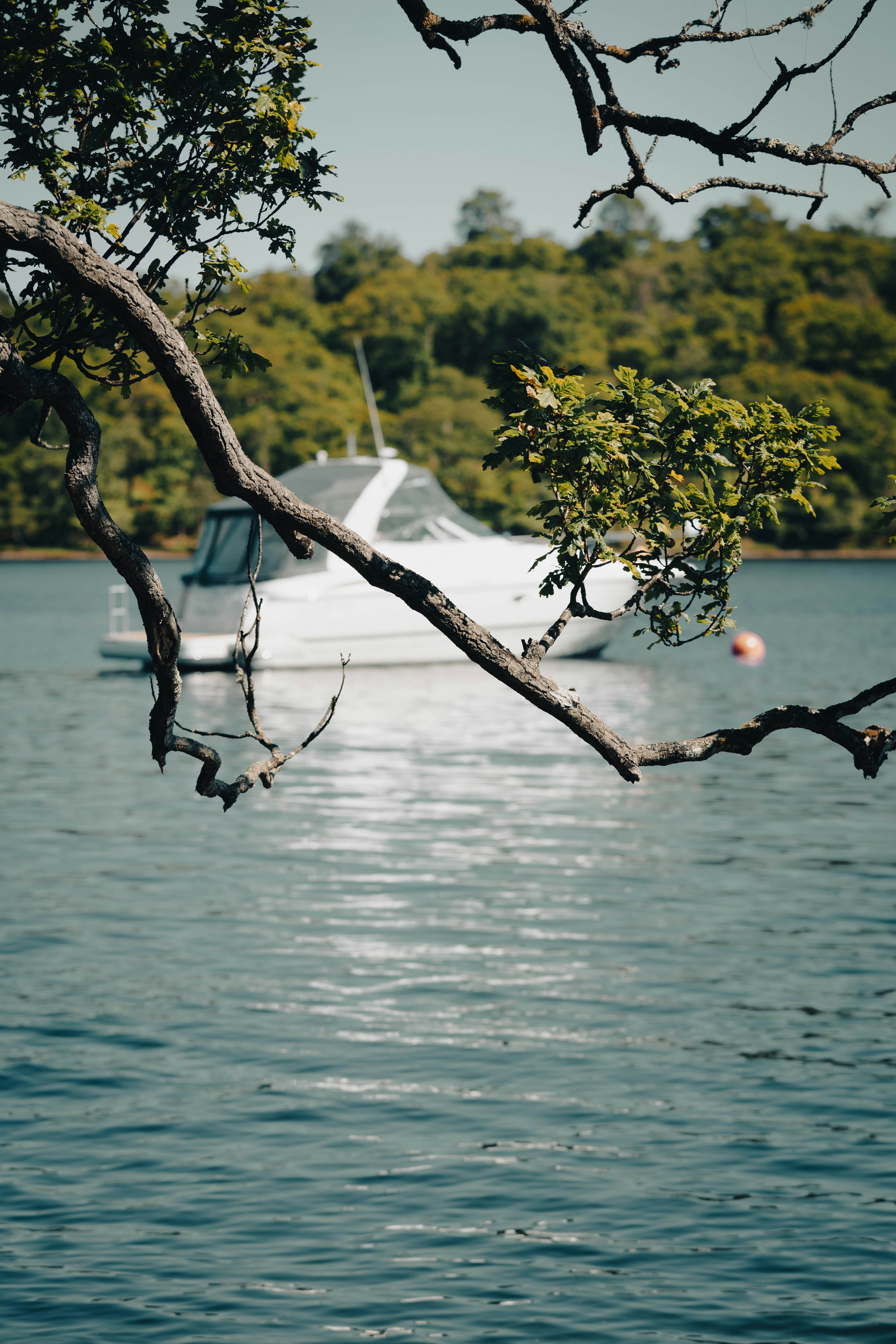 A tree branch over a body of water photo – Free Outdoors Image on Unsplash