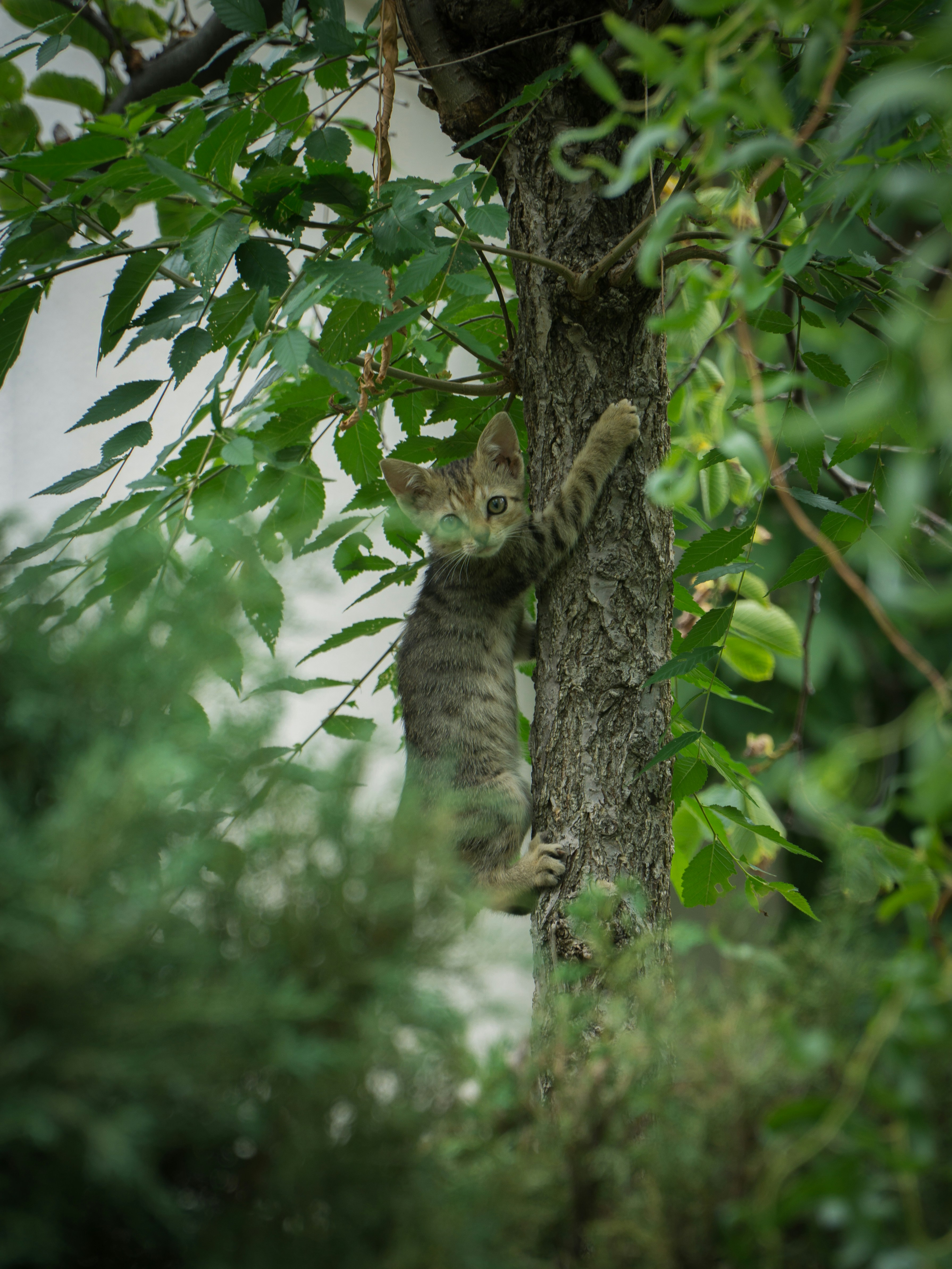 A curious tabby kitten climbs a tree, peering through lush green leaves. The playful scene captures the spirit of adventure.