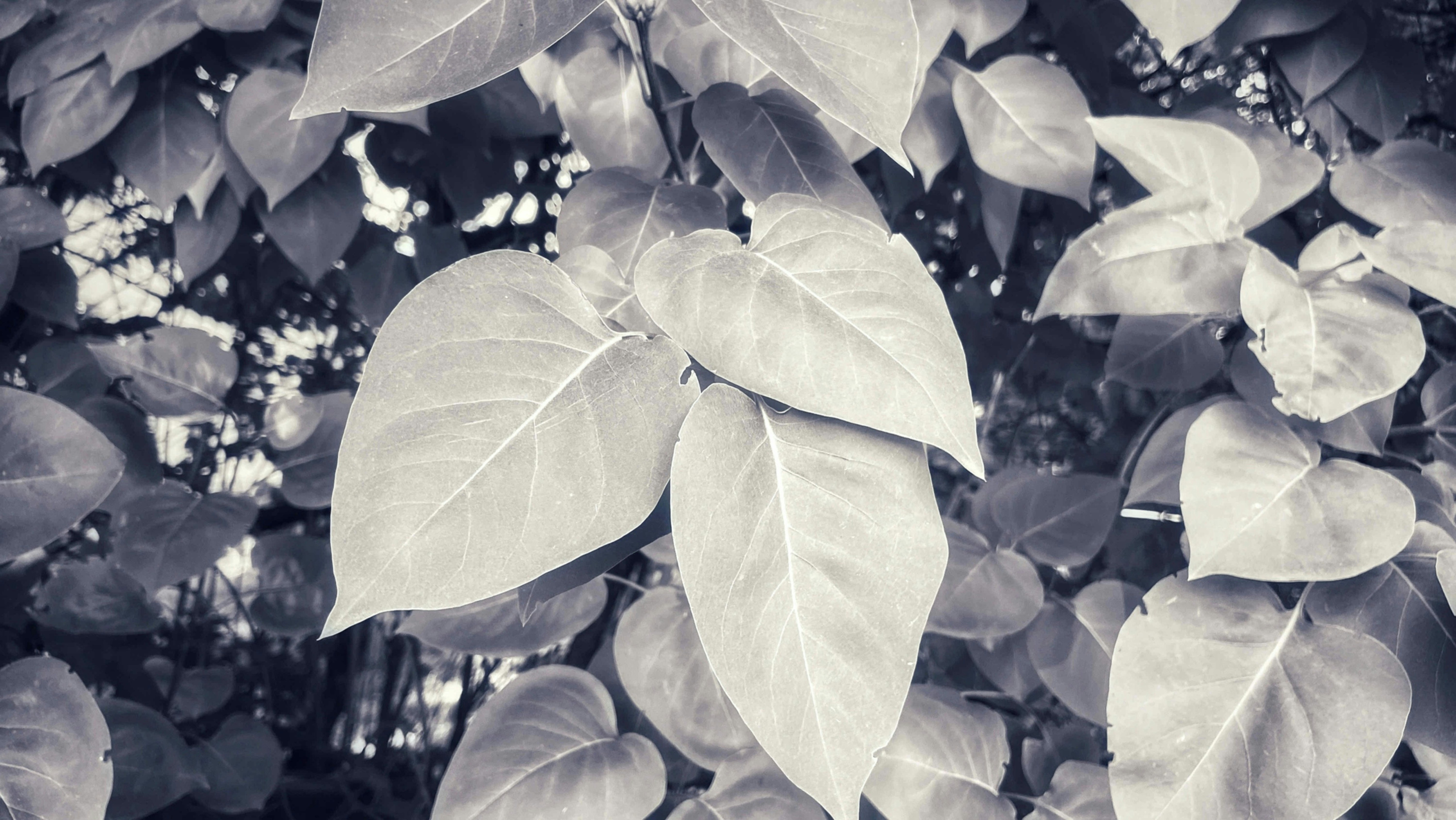 Photo by Stanislav Pasikov with Apple iPhone 11