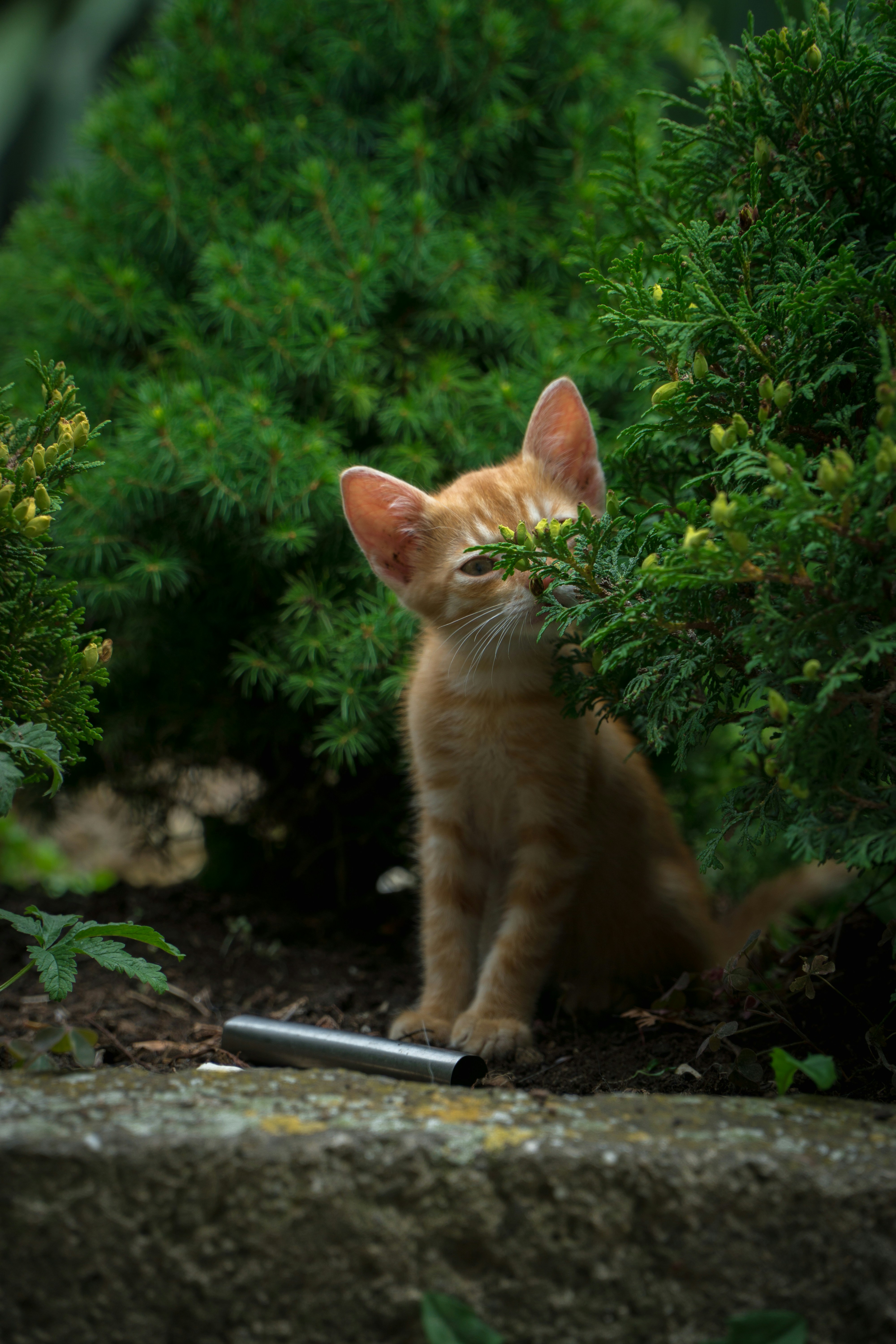 Amber Kitten's Quiet Peek Through a Green Hedge