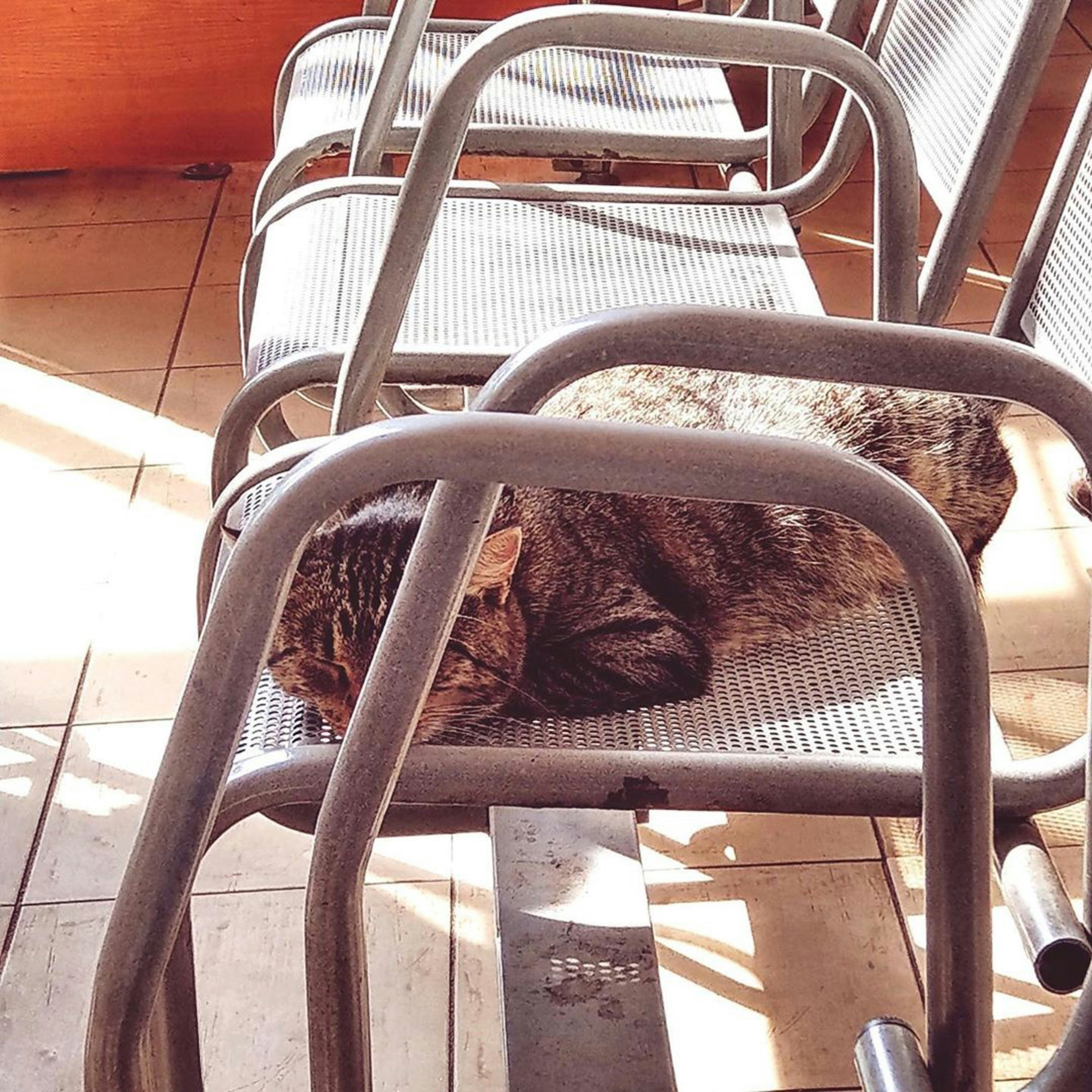 Cat sleeping on a perforated metal chair on a sunlit patio, with stacked chairs and strong afternoon shadows.