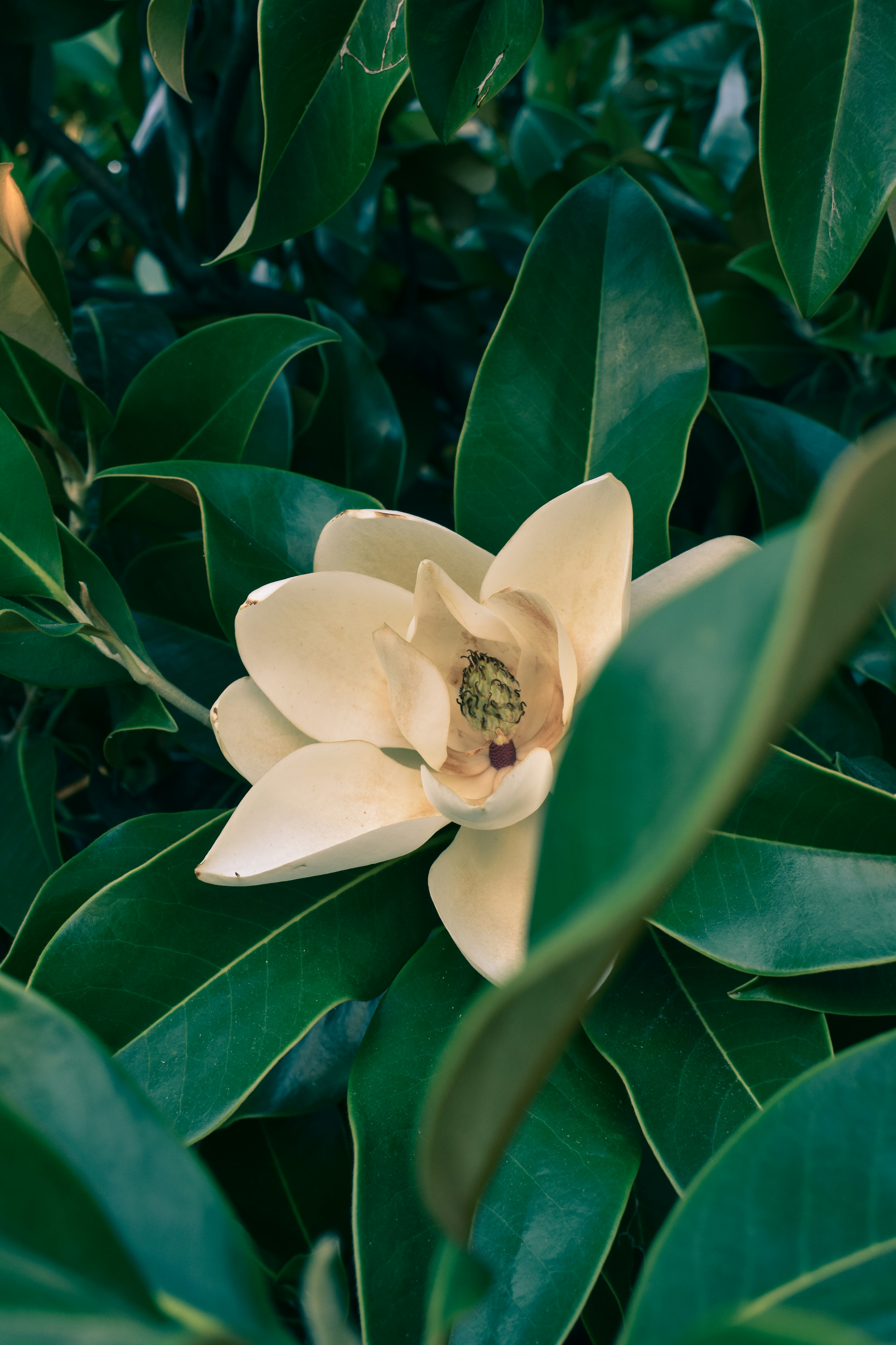 a flower on a plant