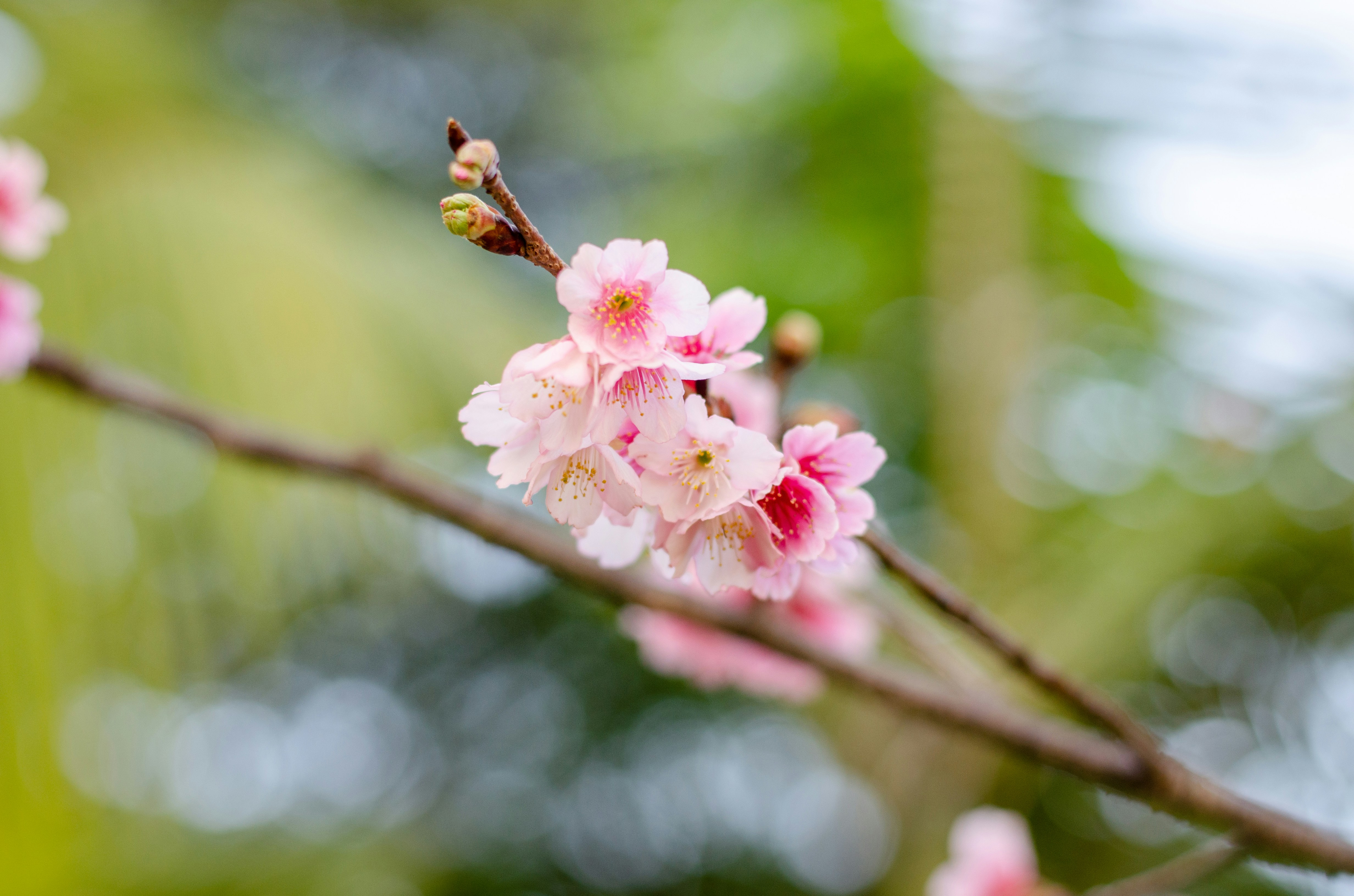 Whisper of Spring: Pink Cherry Blossoms on a Quiet, Bokeh-Lit Branch