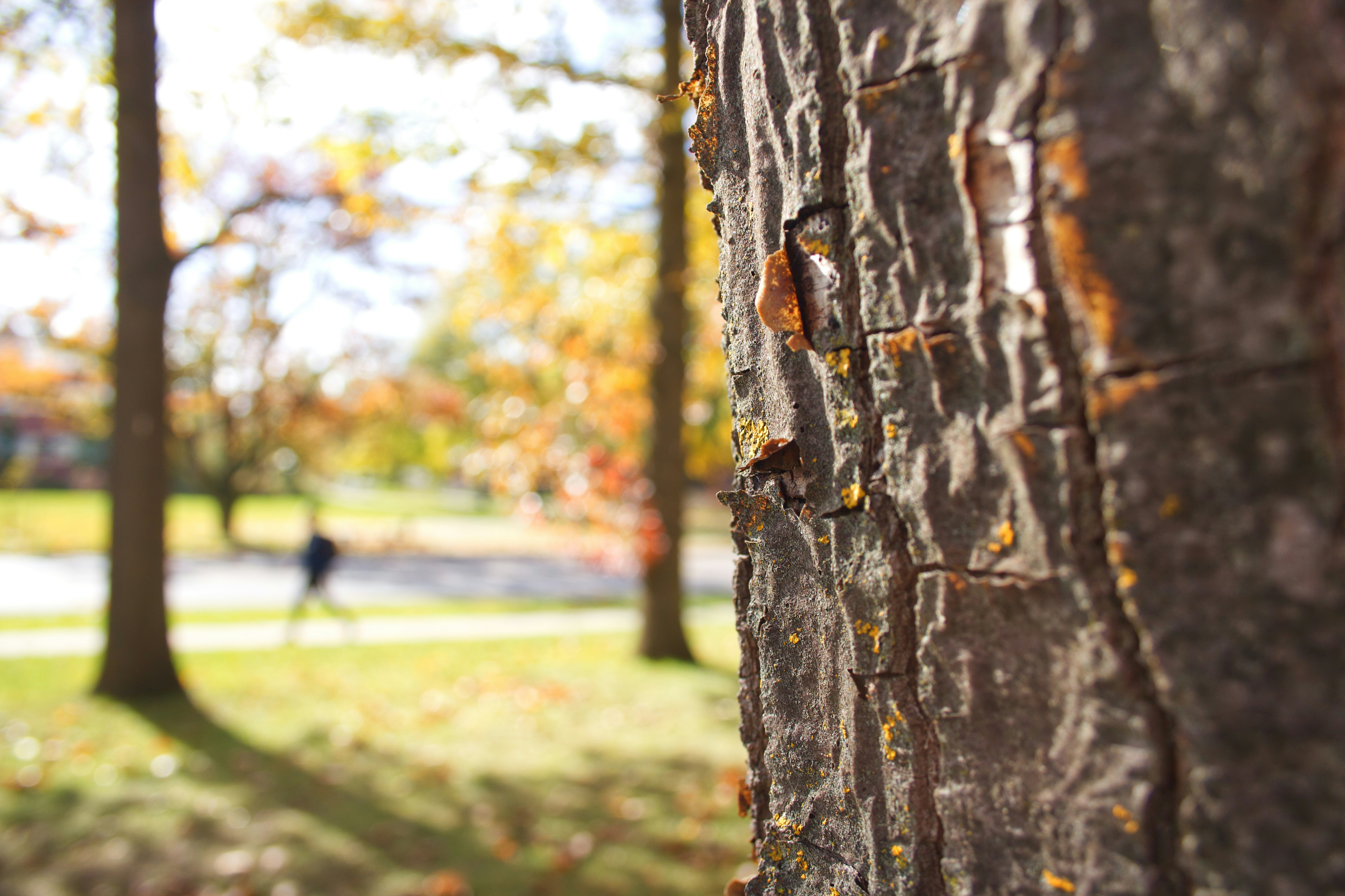 a tree trunk with a person walking in the background