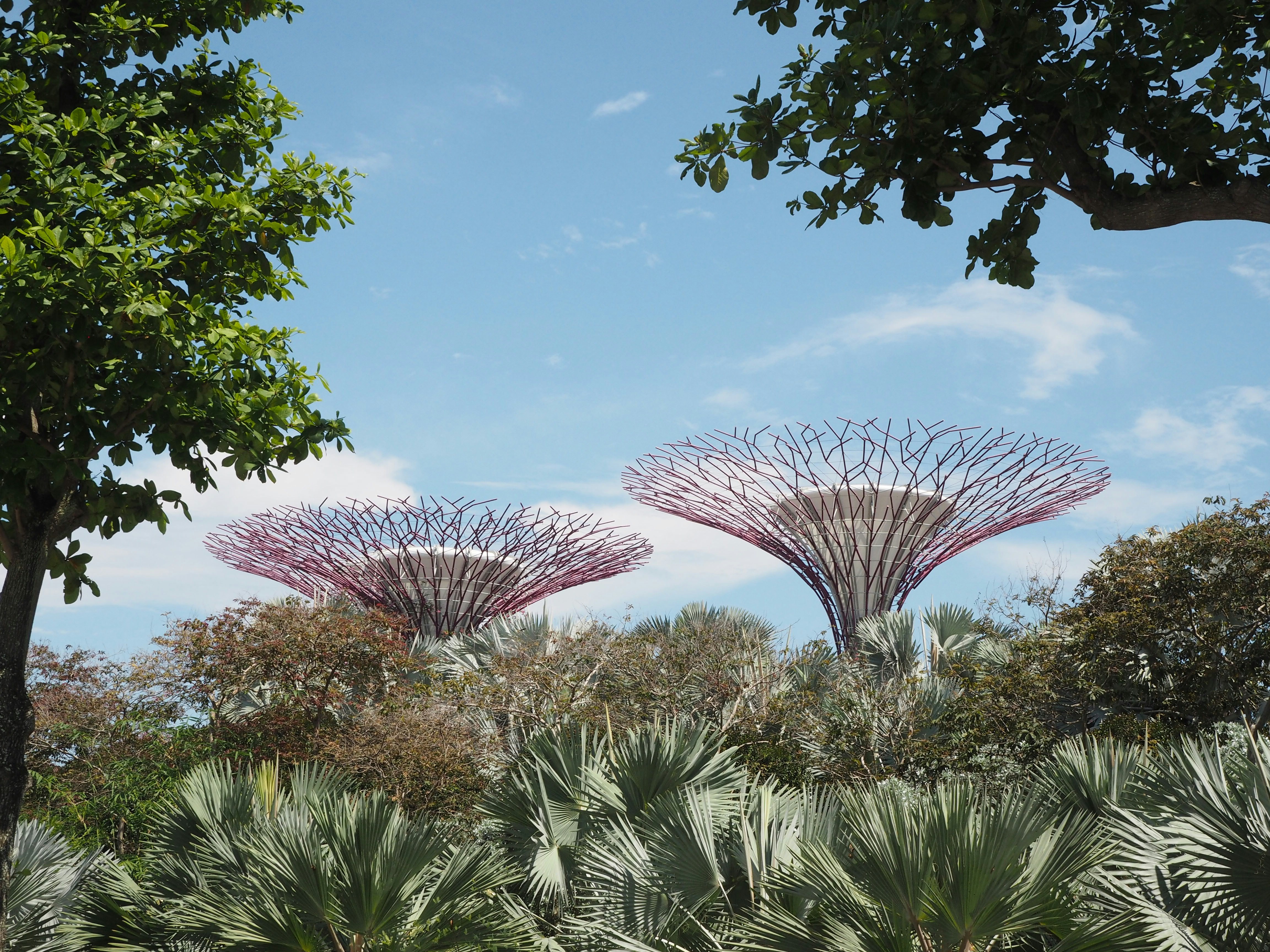 A group of trees with pink flowers photo – Free Marina gardens drive ...