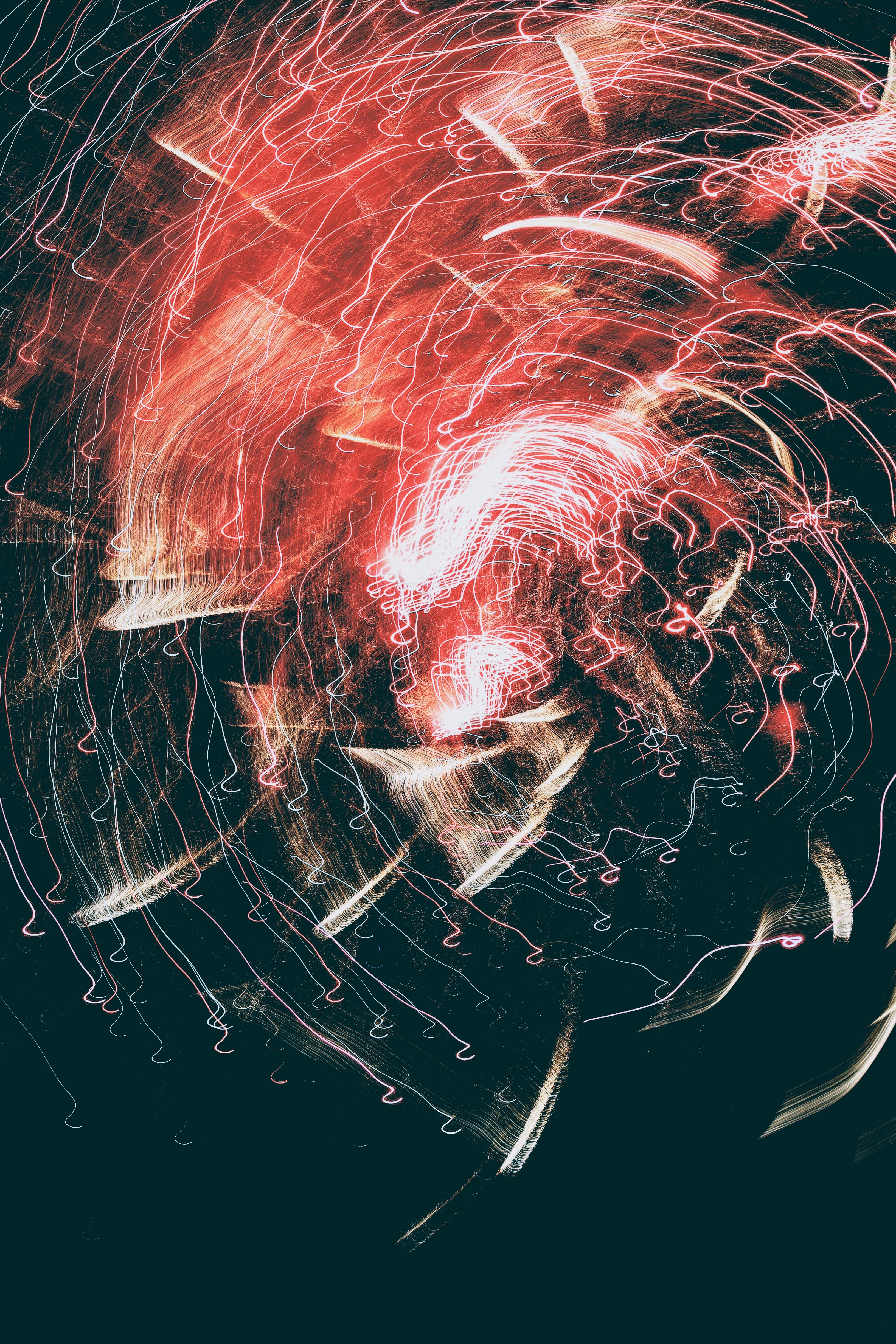 Un gros plan d’un fœtus photo – Photo EOSR6 Gratuite sur Unsplash