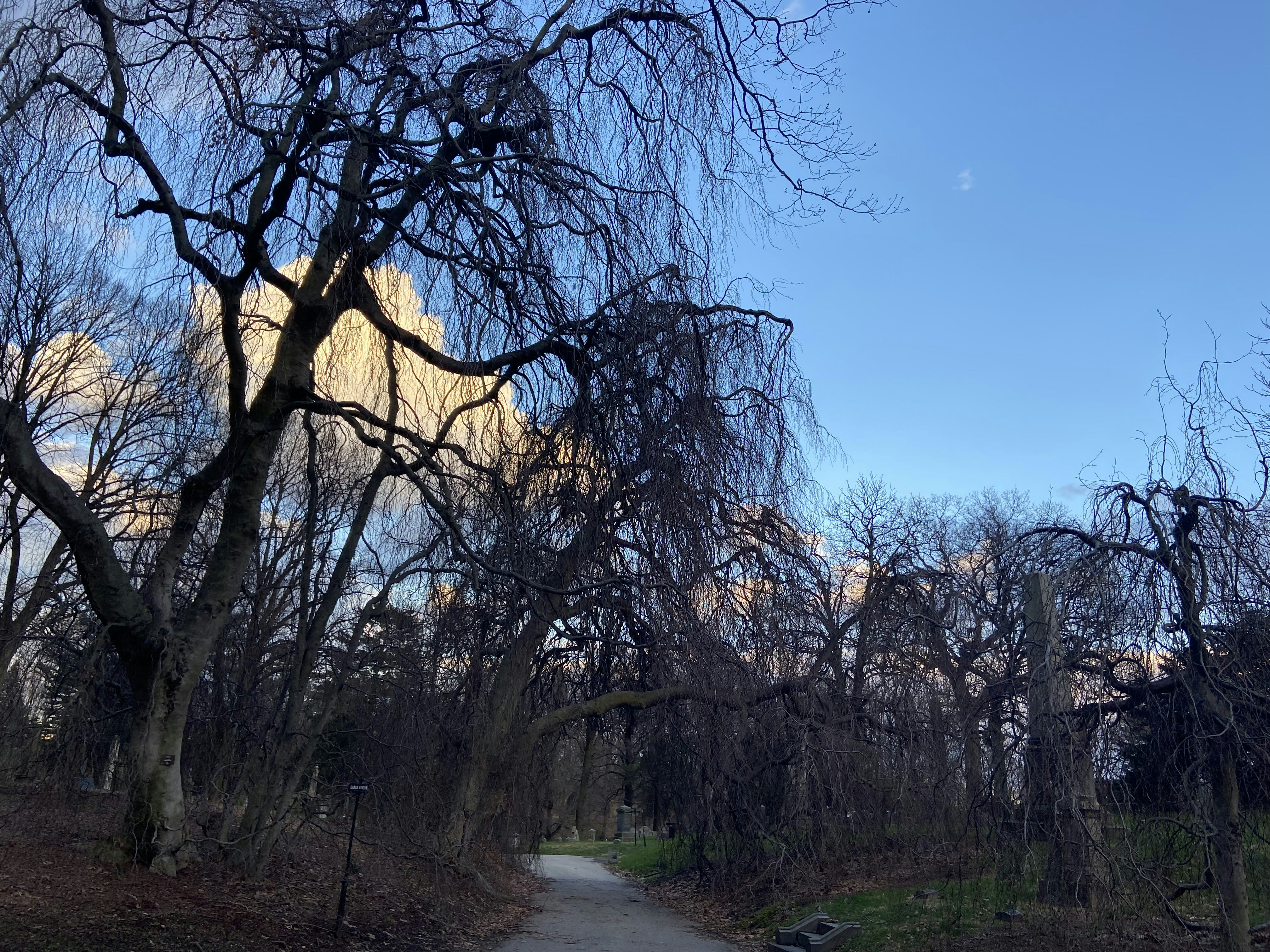 Leafless trees arch over a winding path under a clear blue sky.