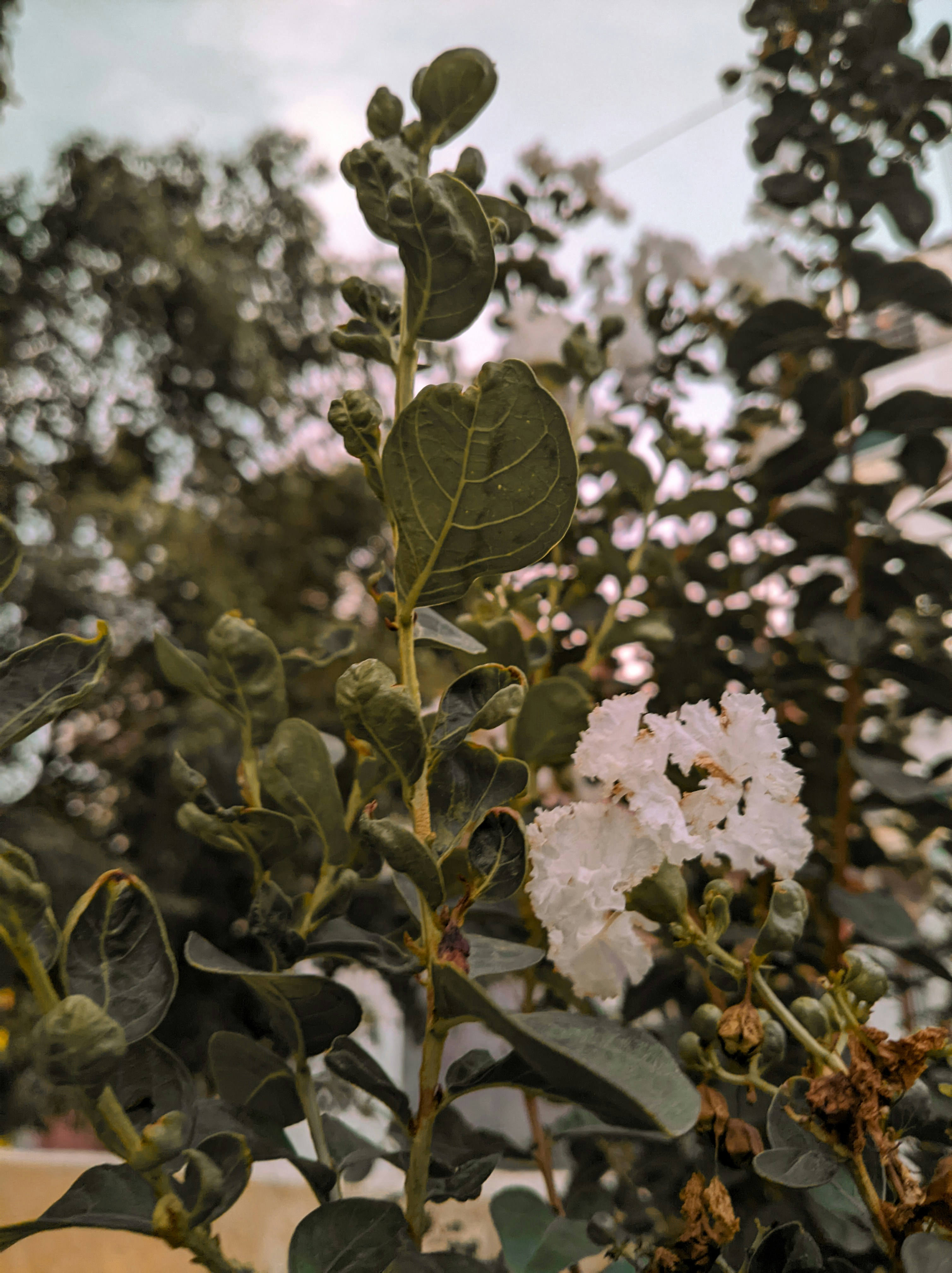 Whispering White Petals: A Close-Up Amid Green Foliage