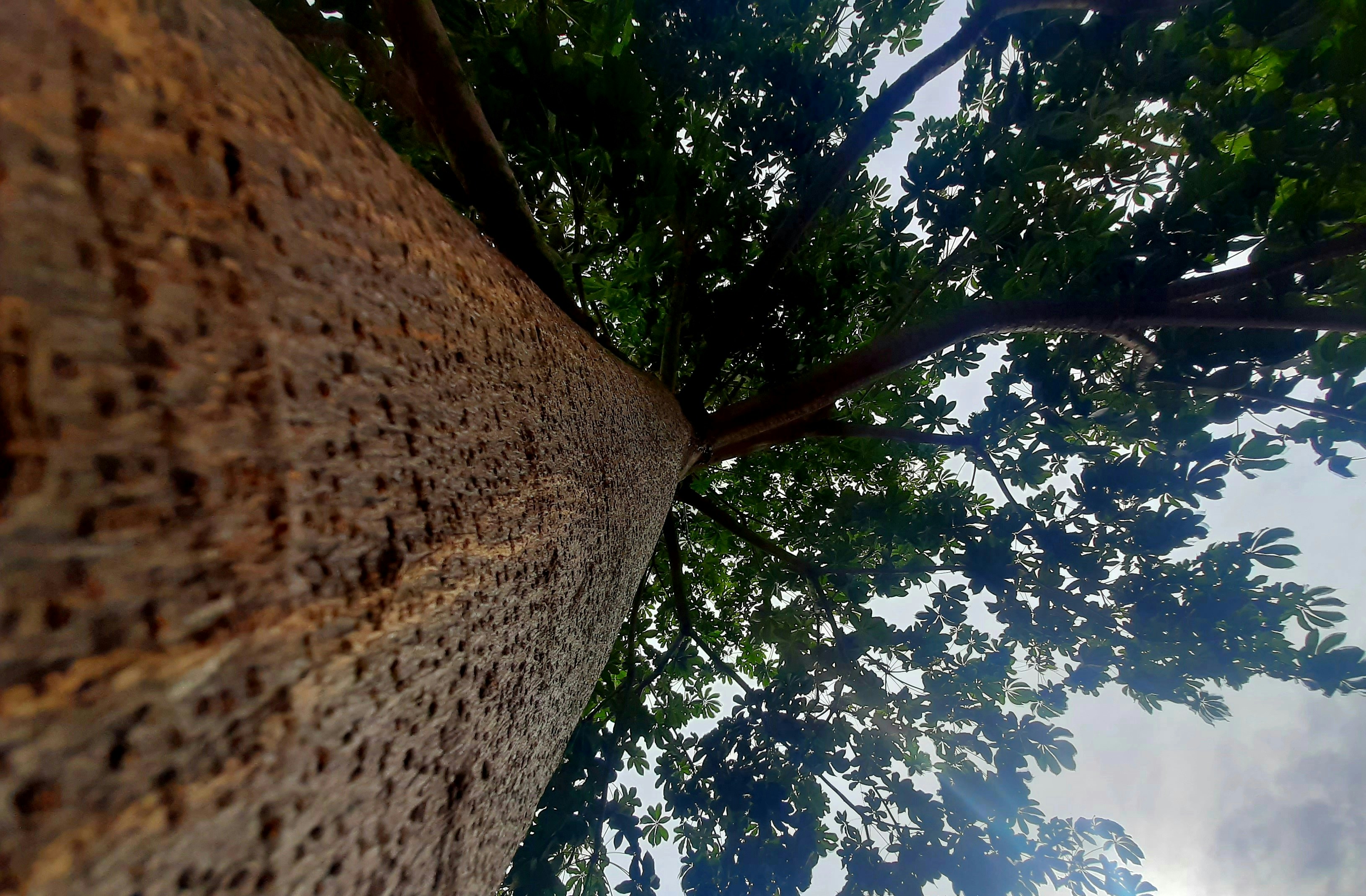 View looking up a tall tree, showcasing its textured trunk and lush green foliage against a cloudy sky.