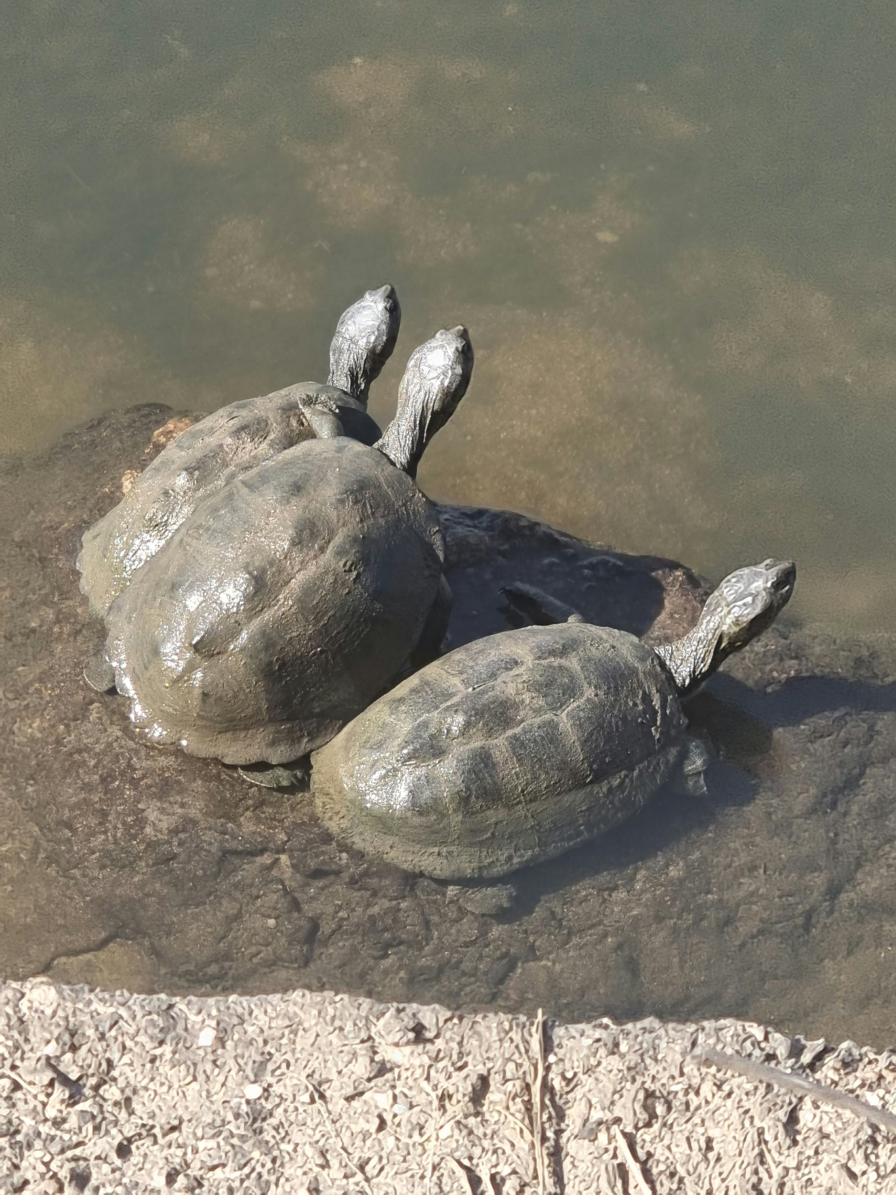 a turtle on a rock