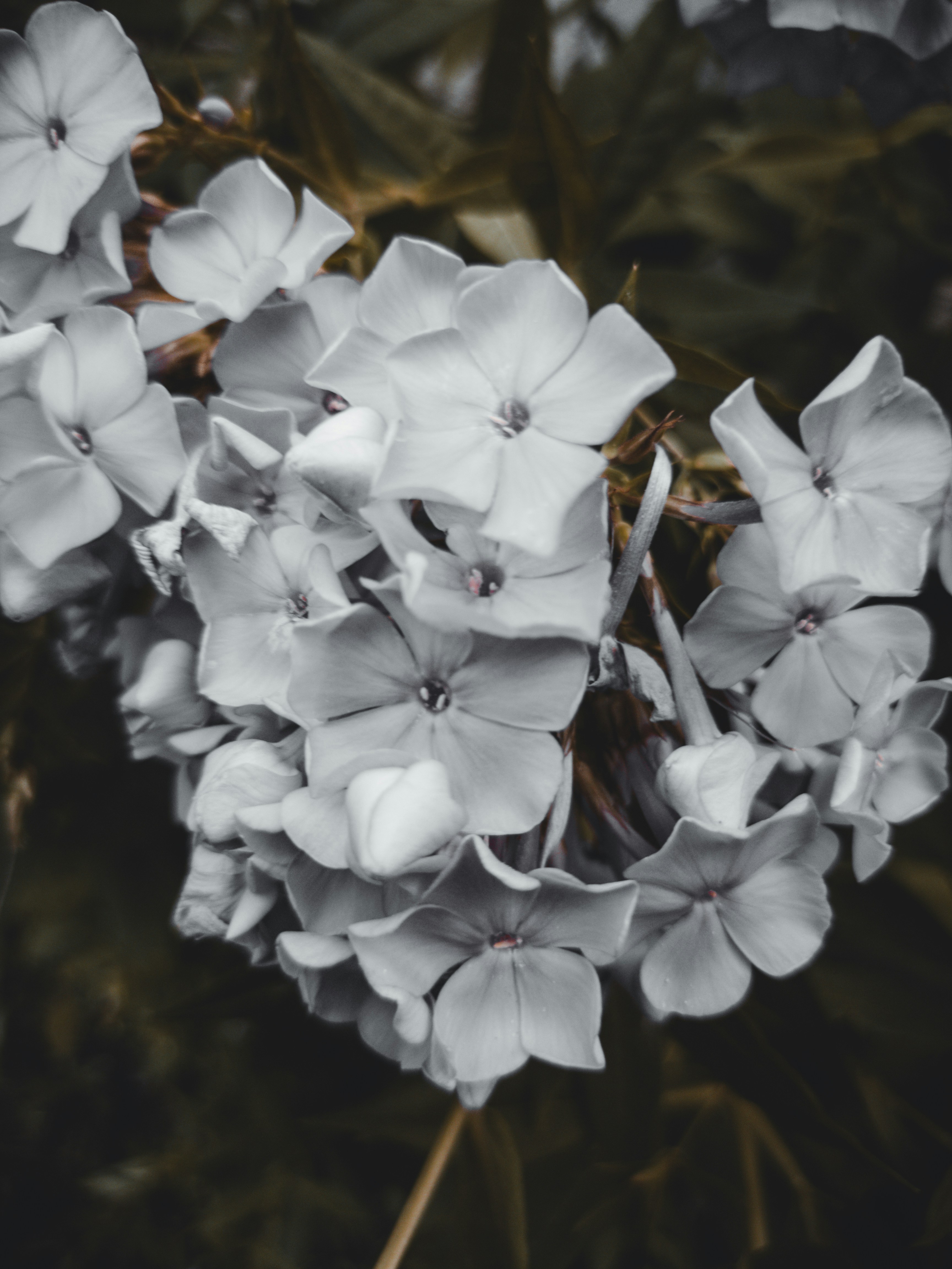 Moonlit Cascade: A Cluster of Subtle Petals
