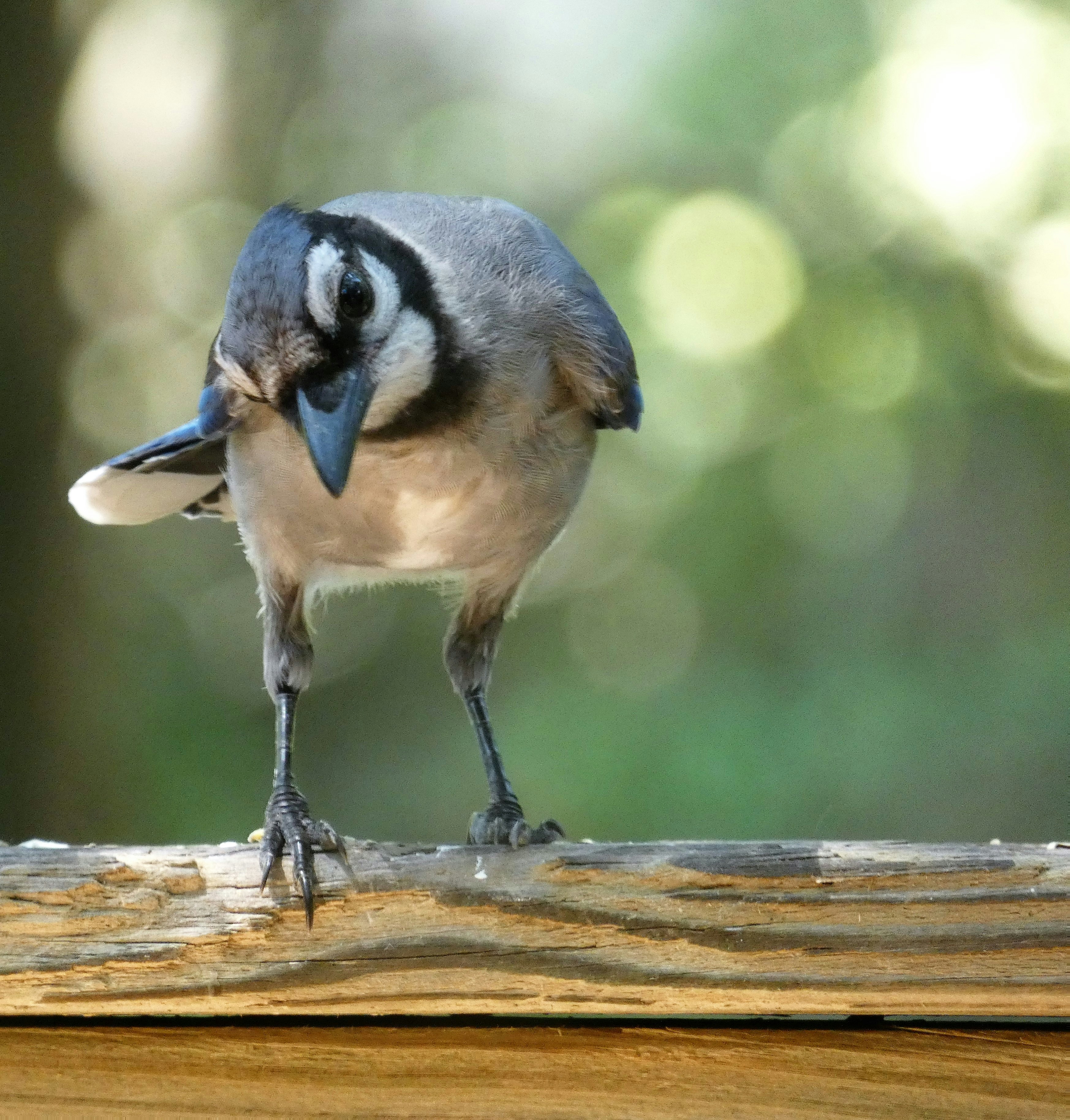 Curious Chickadee on a Weathered Log