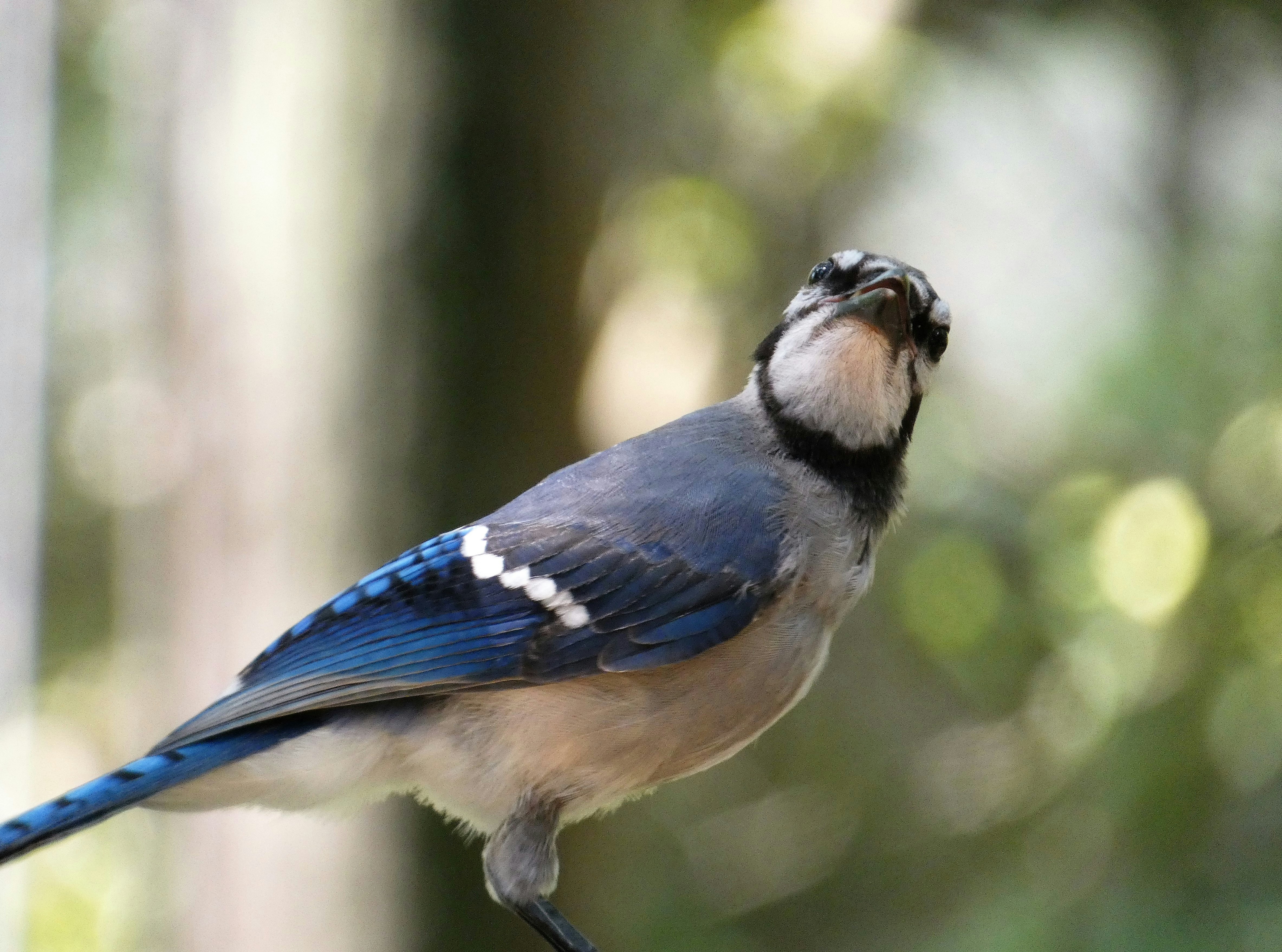 A bird with a blue and white body photo – Free Blue jay Image on Unsplash