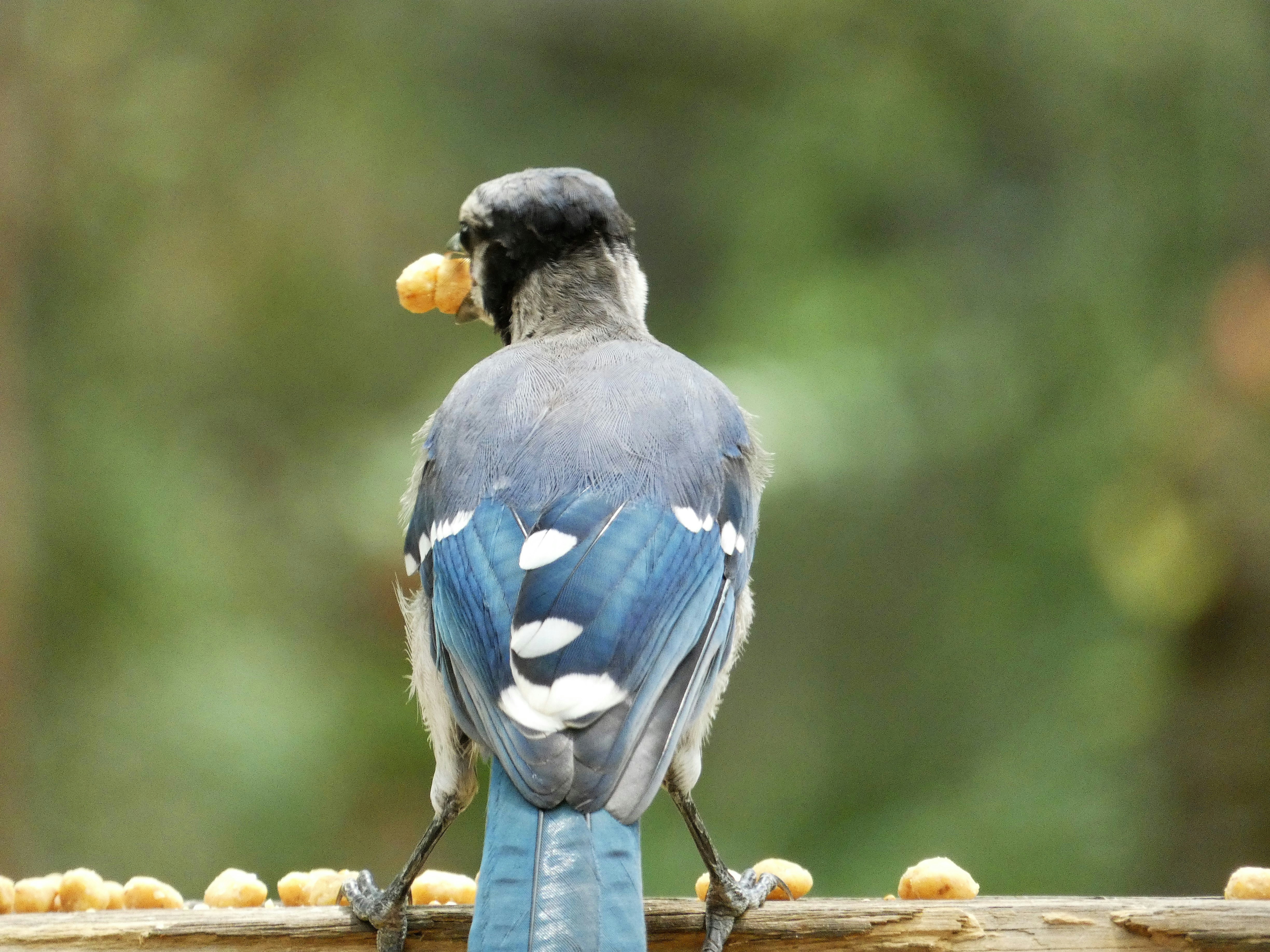 Blue jay seen from behind, perched at a weathered wooden edge and pecking peanuts, with a softly blurred green background.