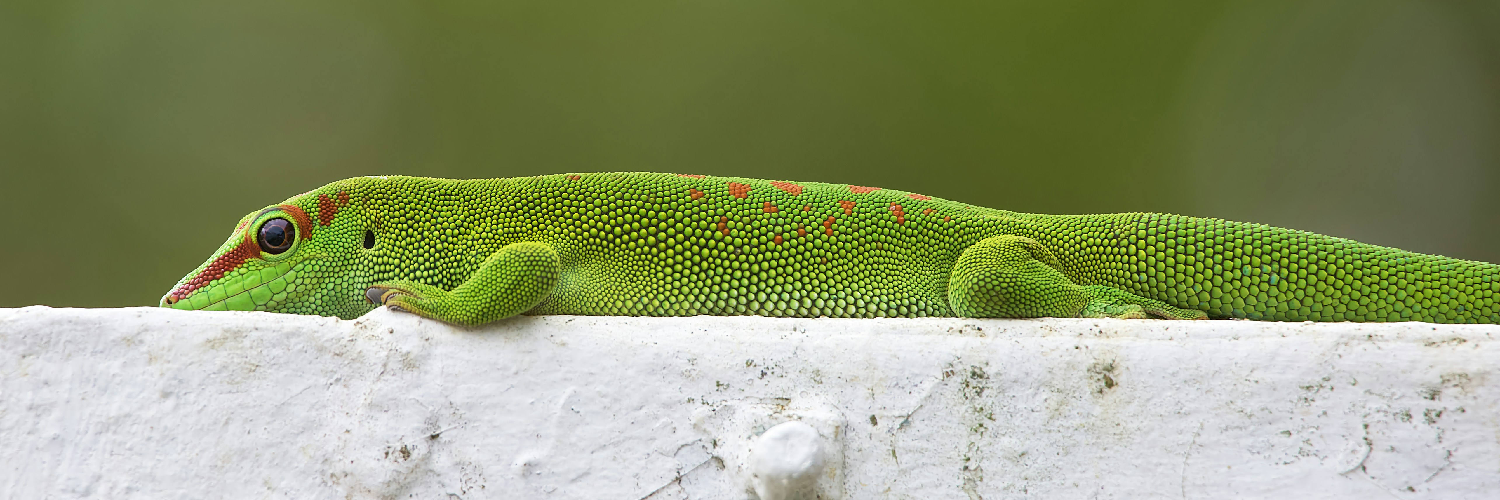Emerald Elegance: The Green Gecko's Rest