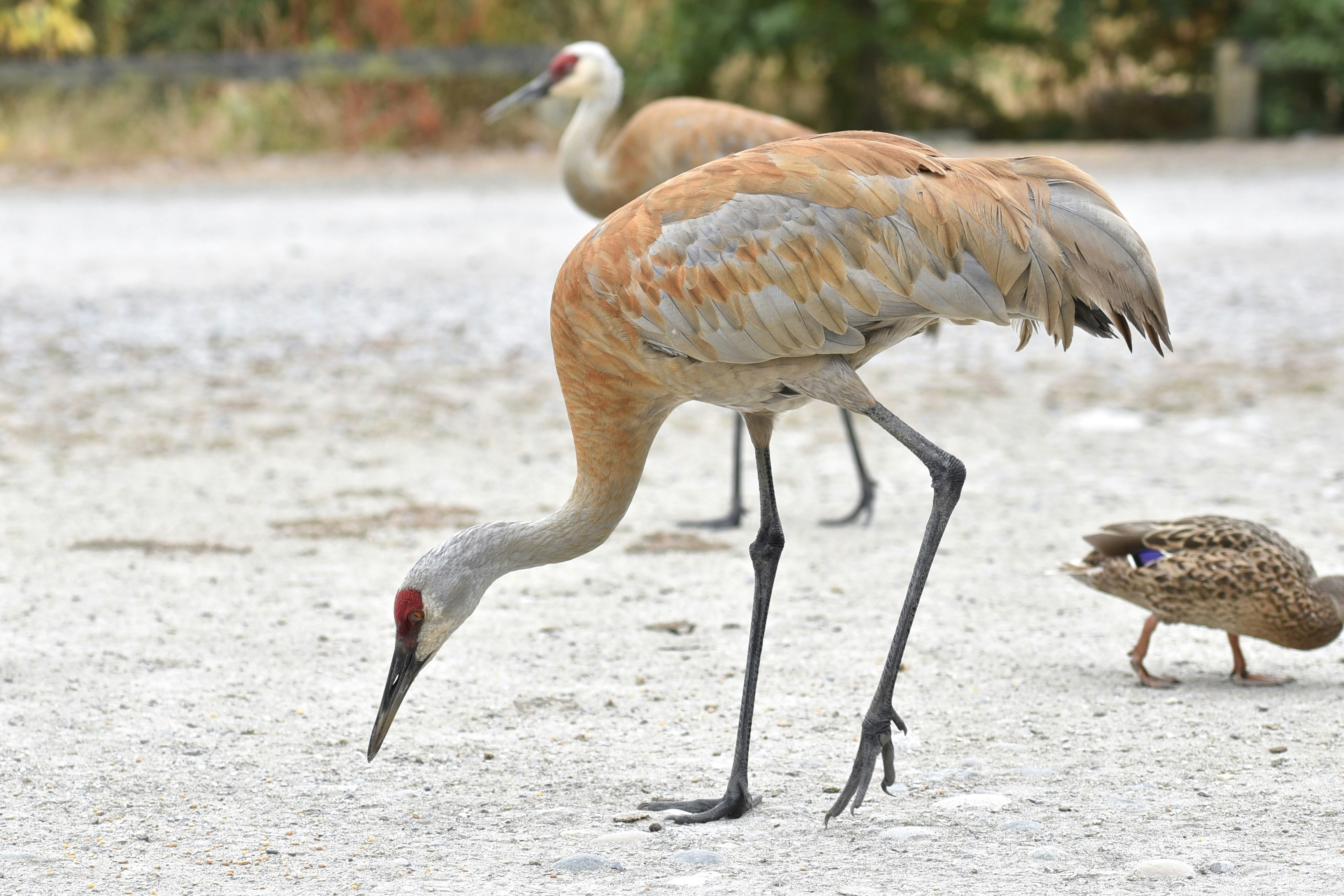 Near-Perfect Stride: Flamingo foraging in a sunlit saltflat