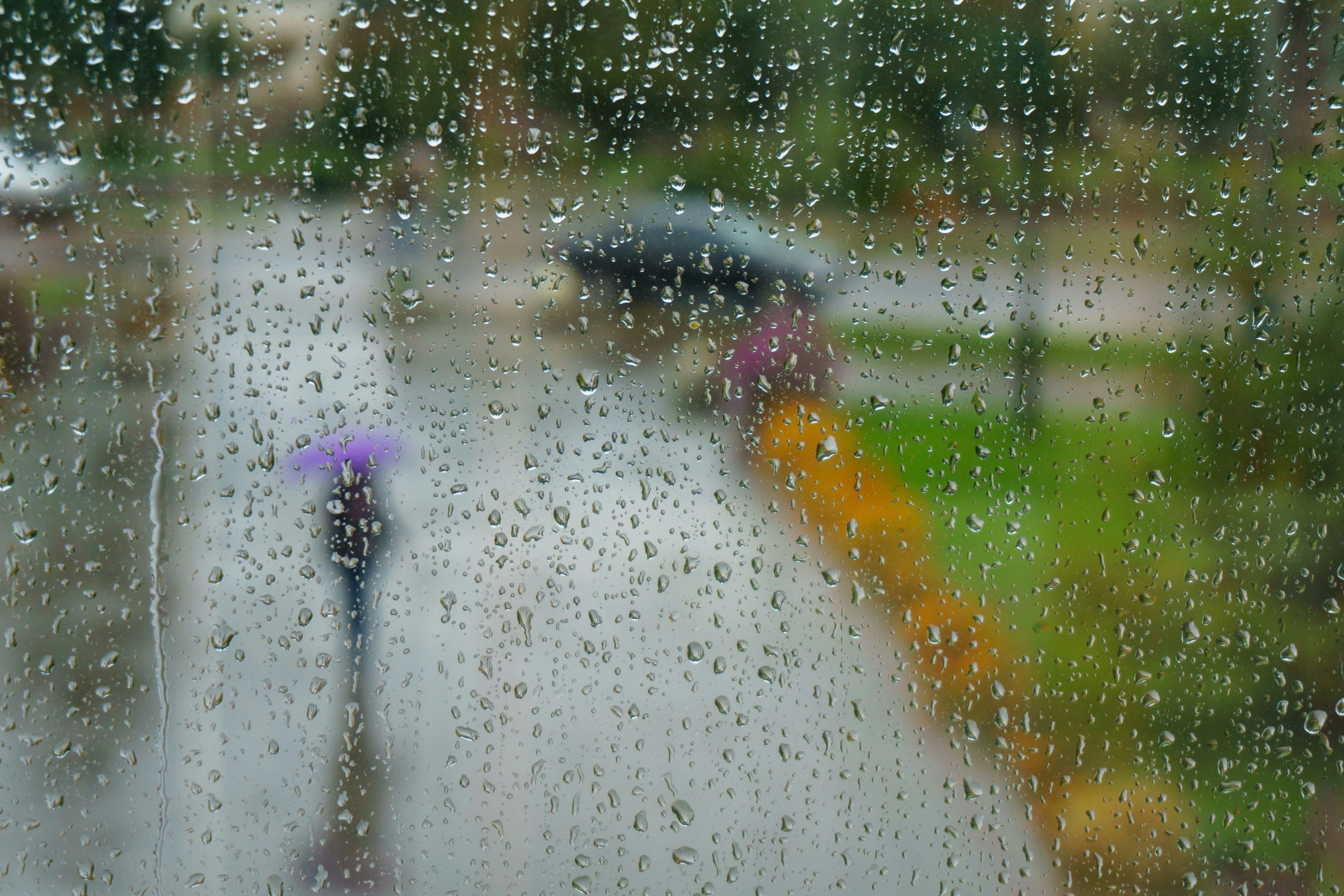 A figure with a purple umbrella walks along a rain-soaked path, blurred by droplets on the glass. The vibrant greenery contrasts with the gray atmosphere.