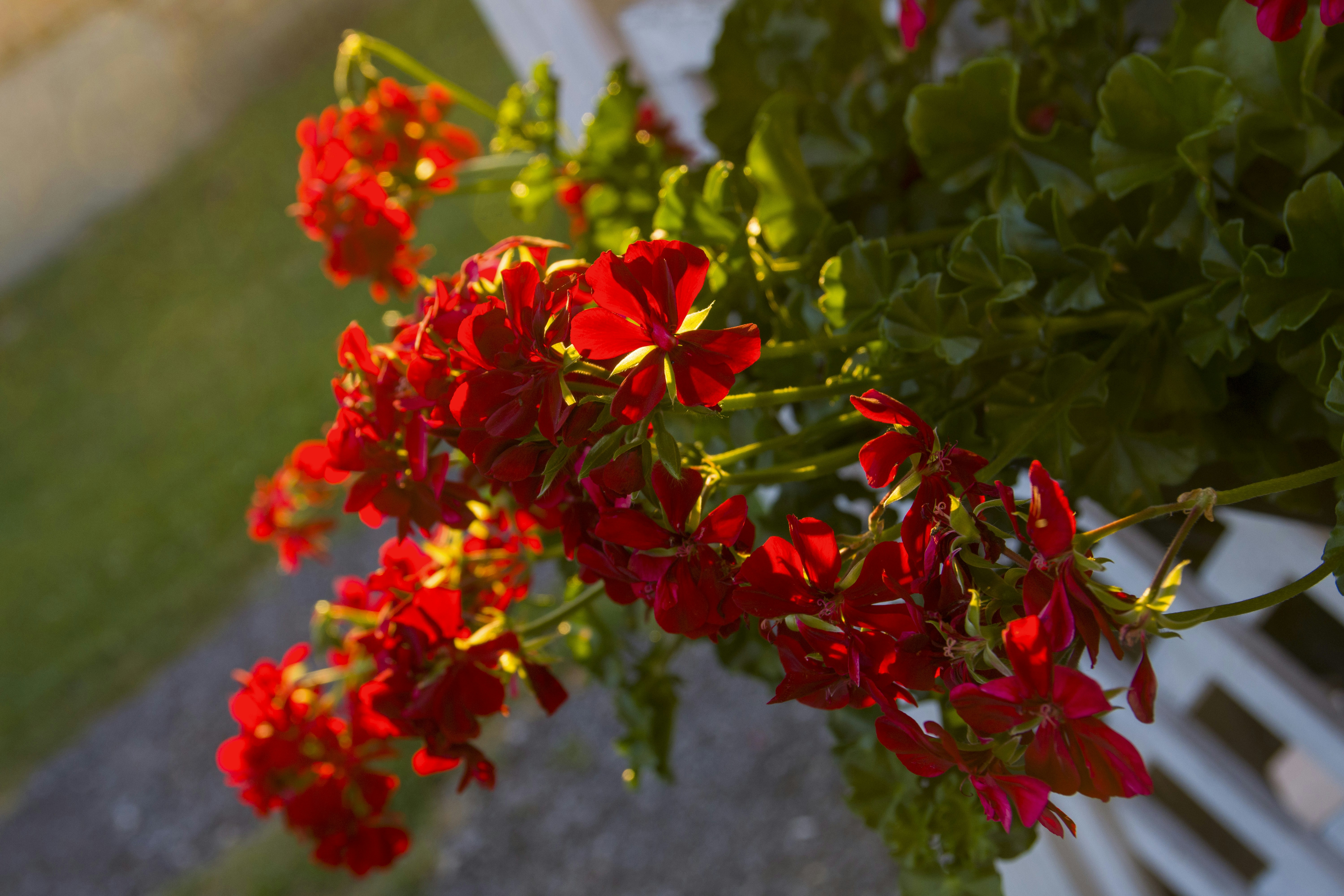 Crimson Cascade in Afternoon Light on a Windowsill