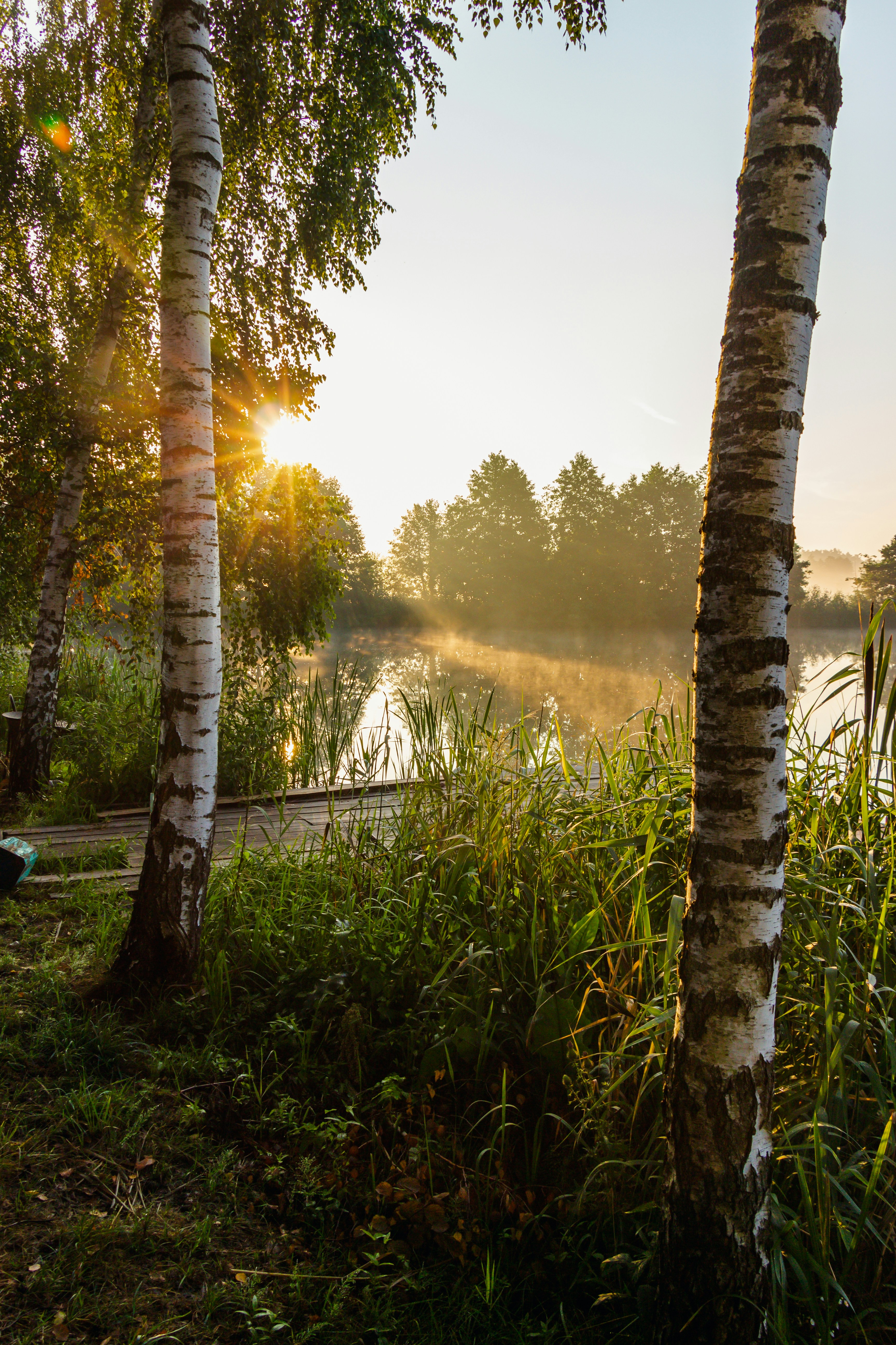 Sunrise Between Birch Columns Over a Misty Lakeside