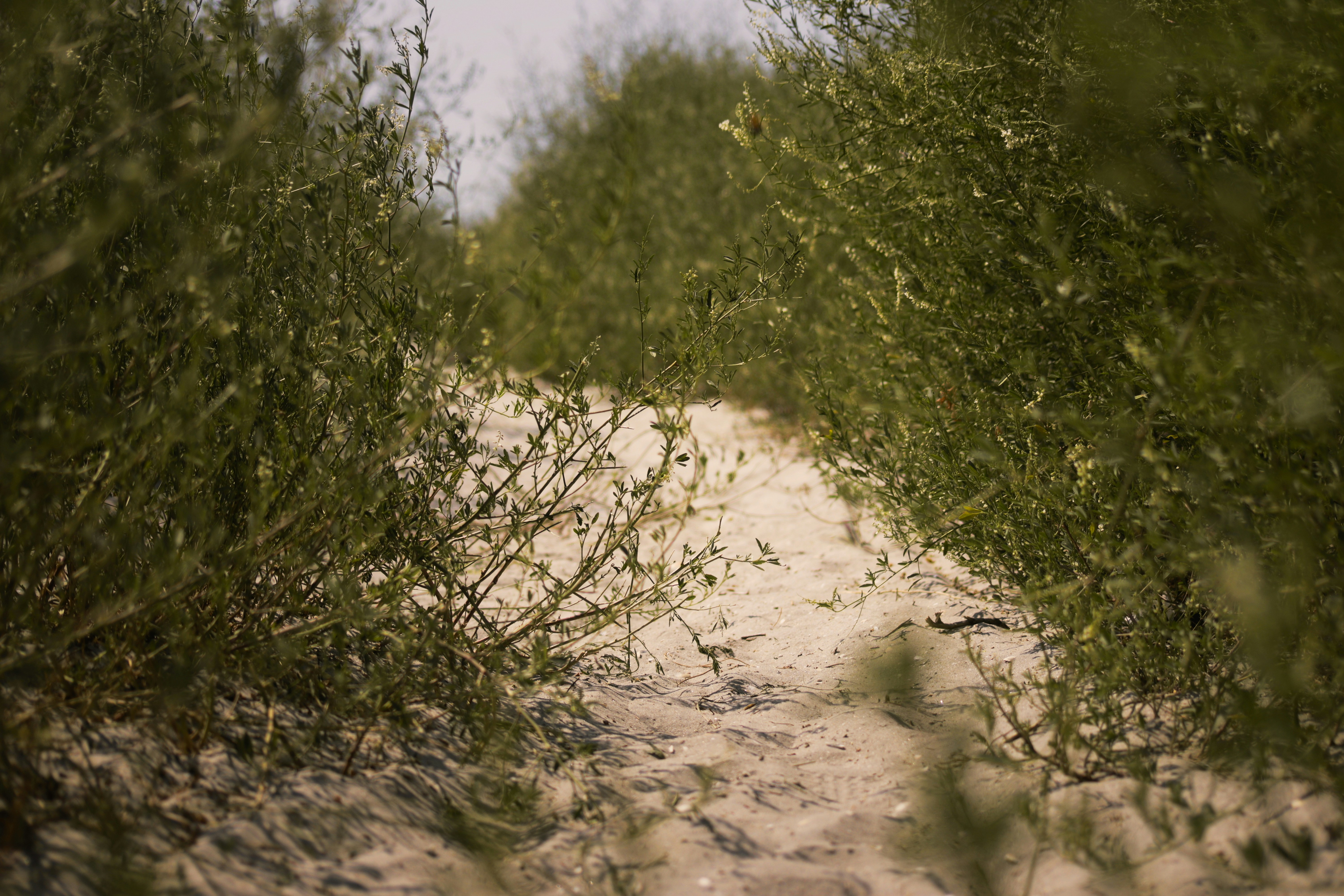 Narrow sandy trail flanked by dense vegetation, hinting at hidden wildlife. A serene moment captured in nature's embrace.