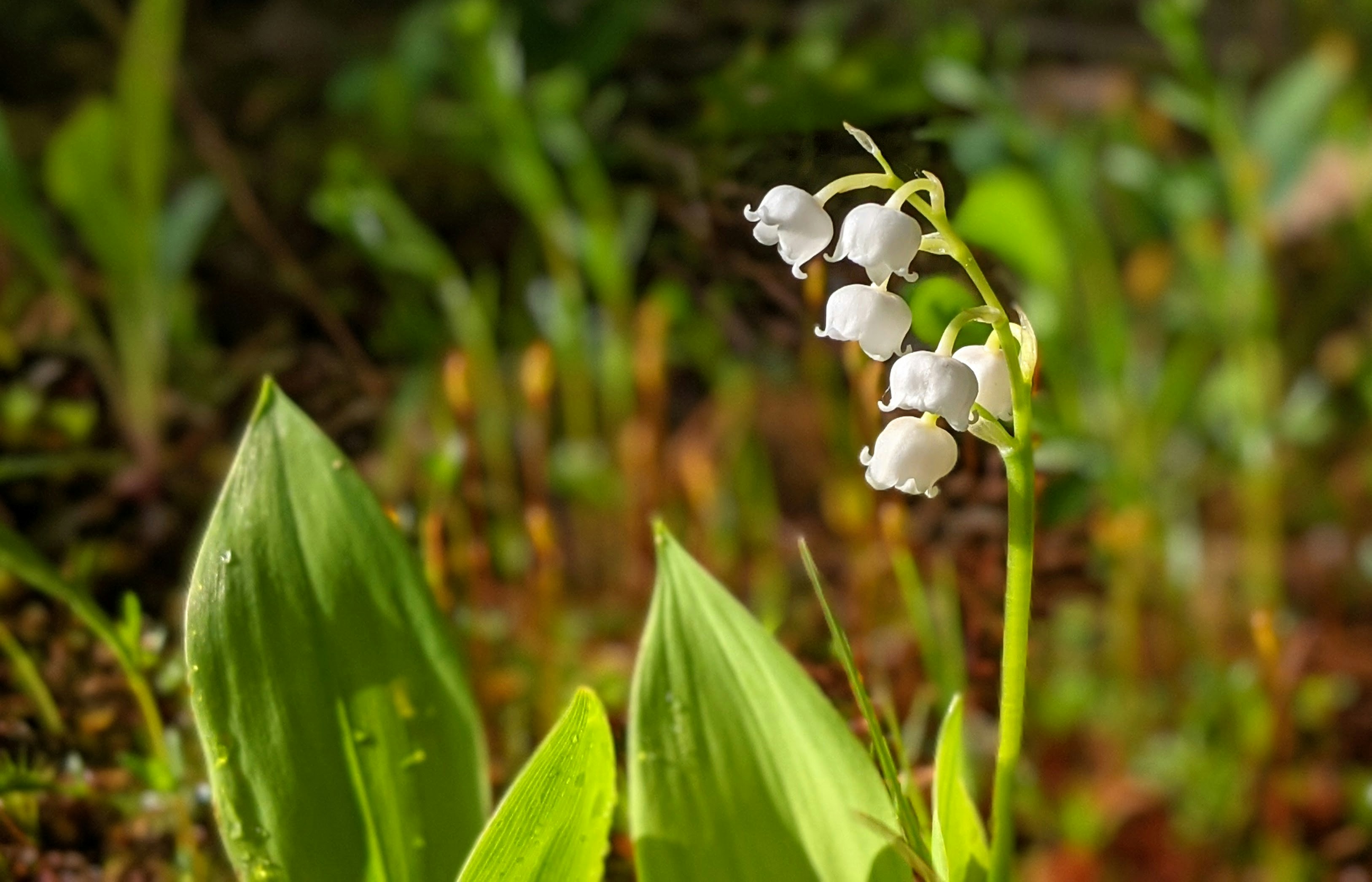 Close-up of a delicate white Lily of the Lily of the valley flowers on a slender stem with green foliage in soft daylight.