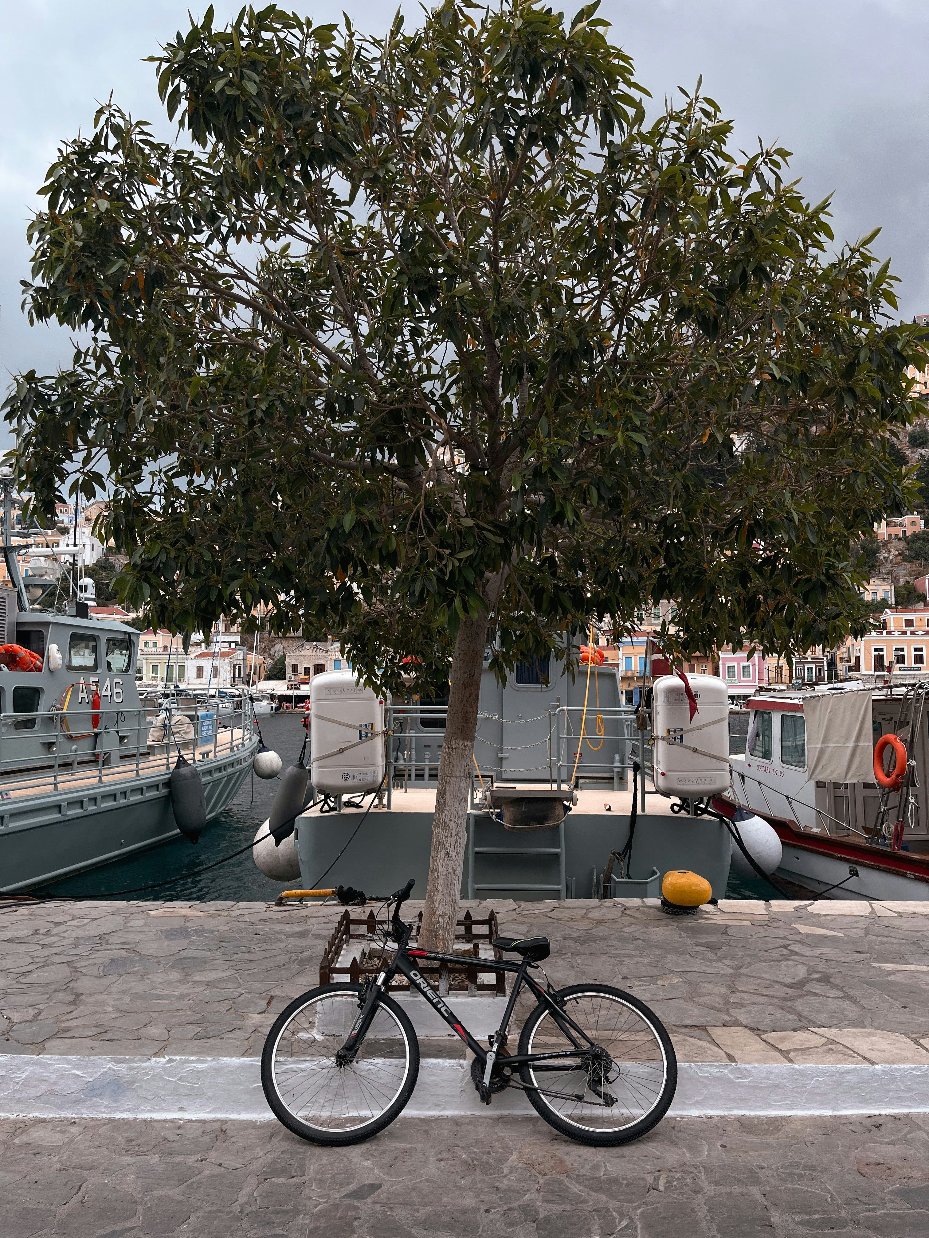 Dockside Symmetry: Bicycle Beneath a Tree by the Marina