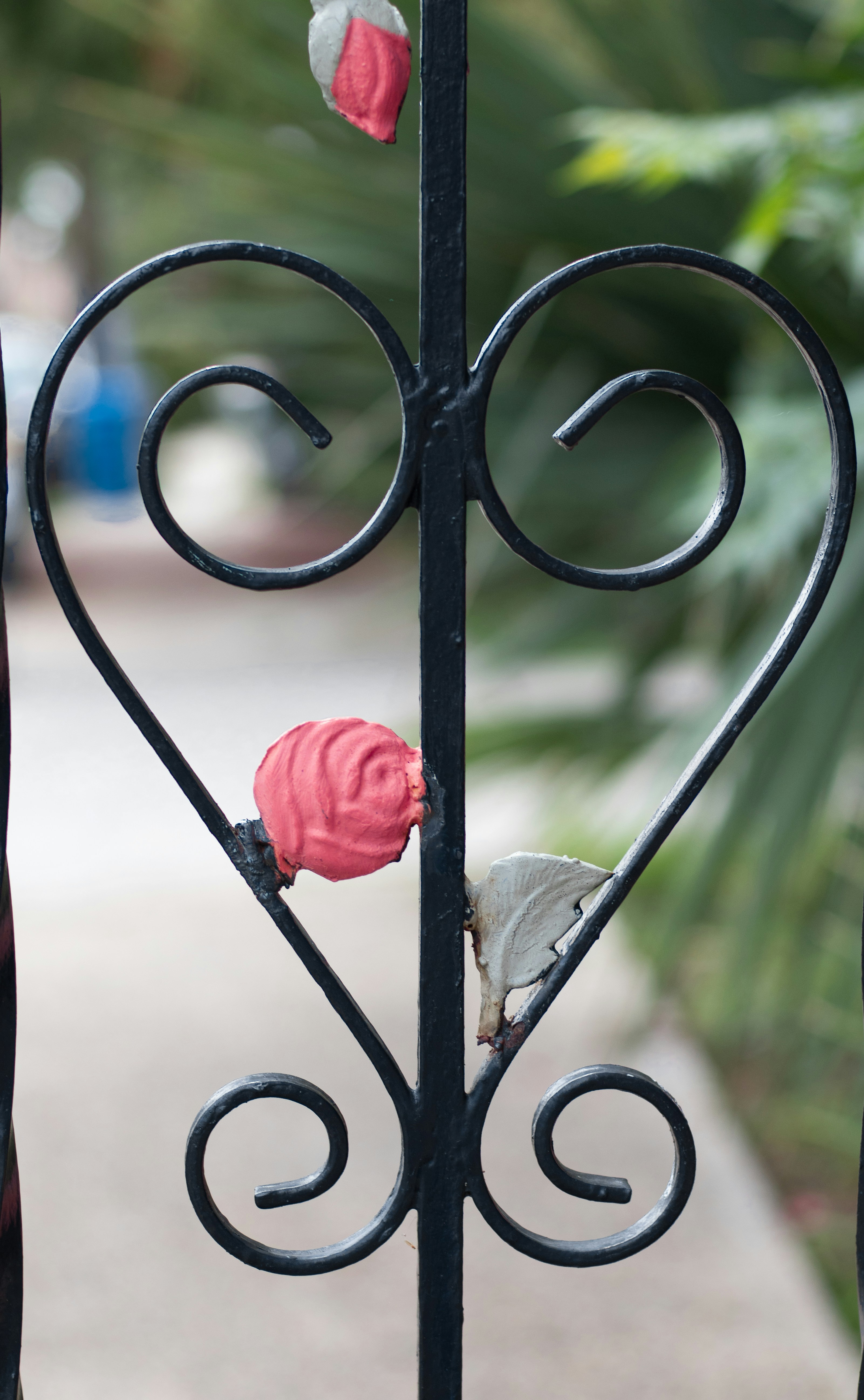 a rose on a fence